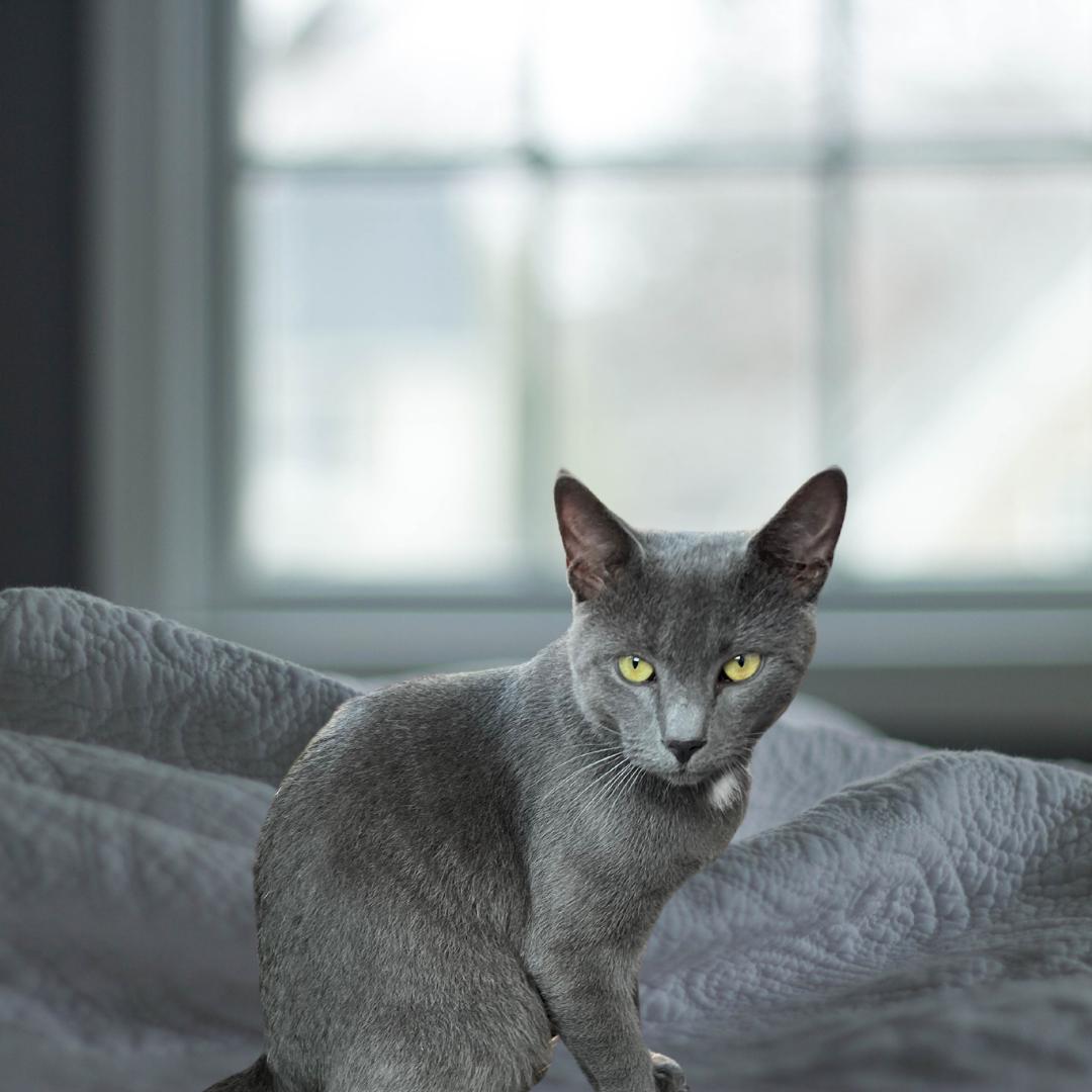 Cat for adoption - Gundy, a Bombay & Domestic Short Hair Mix in ...