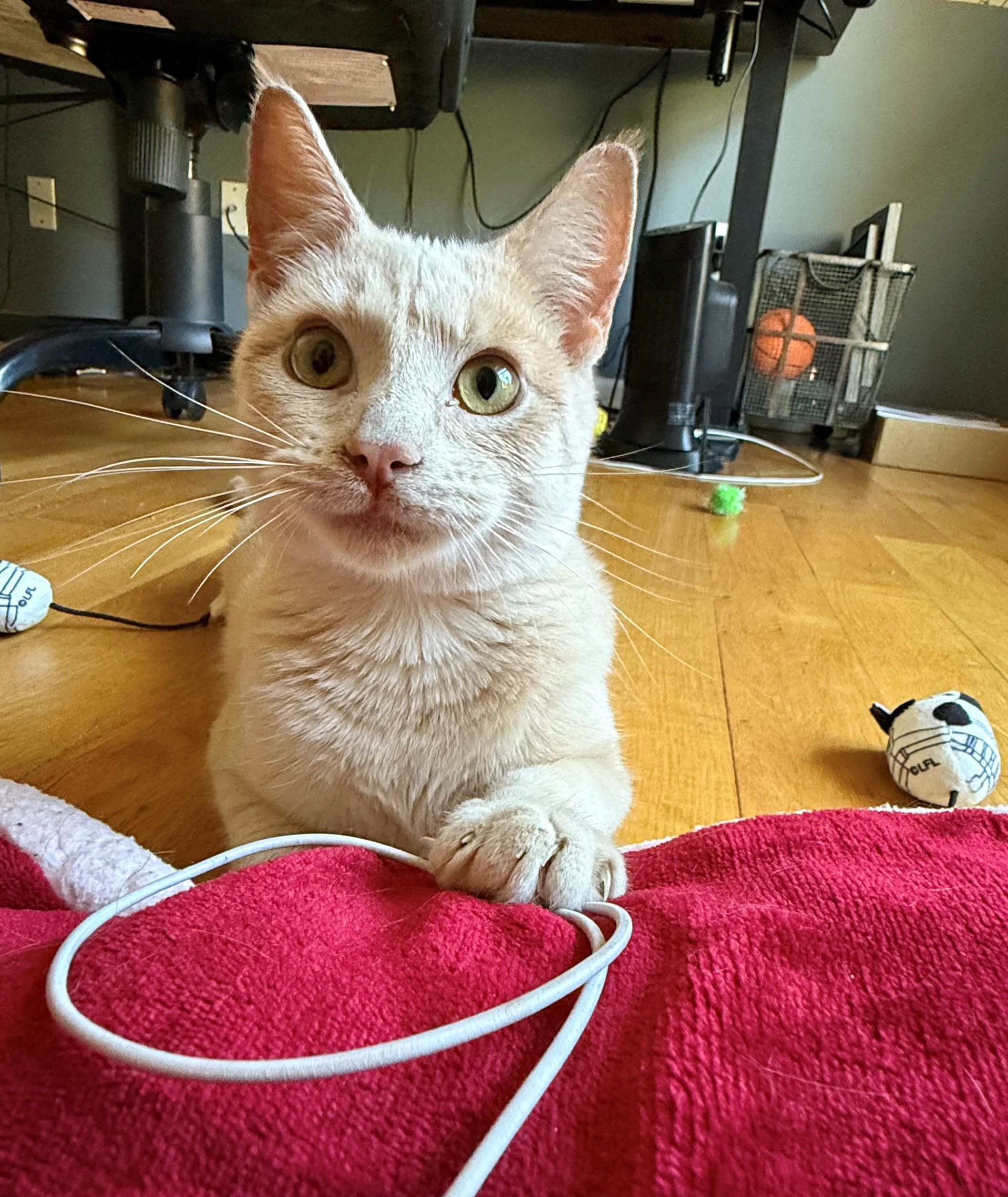 Cat for adoption - Cubbie, an American Shorthair in Hixson, TN | Petfinder