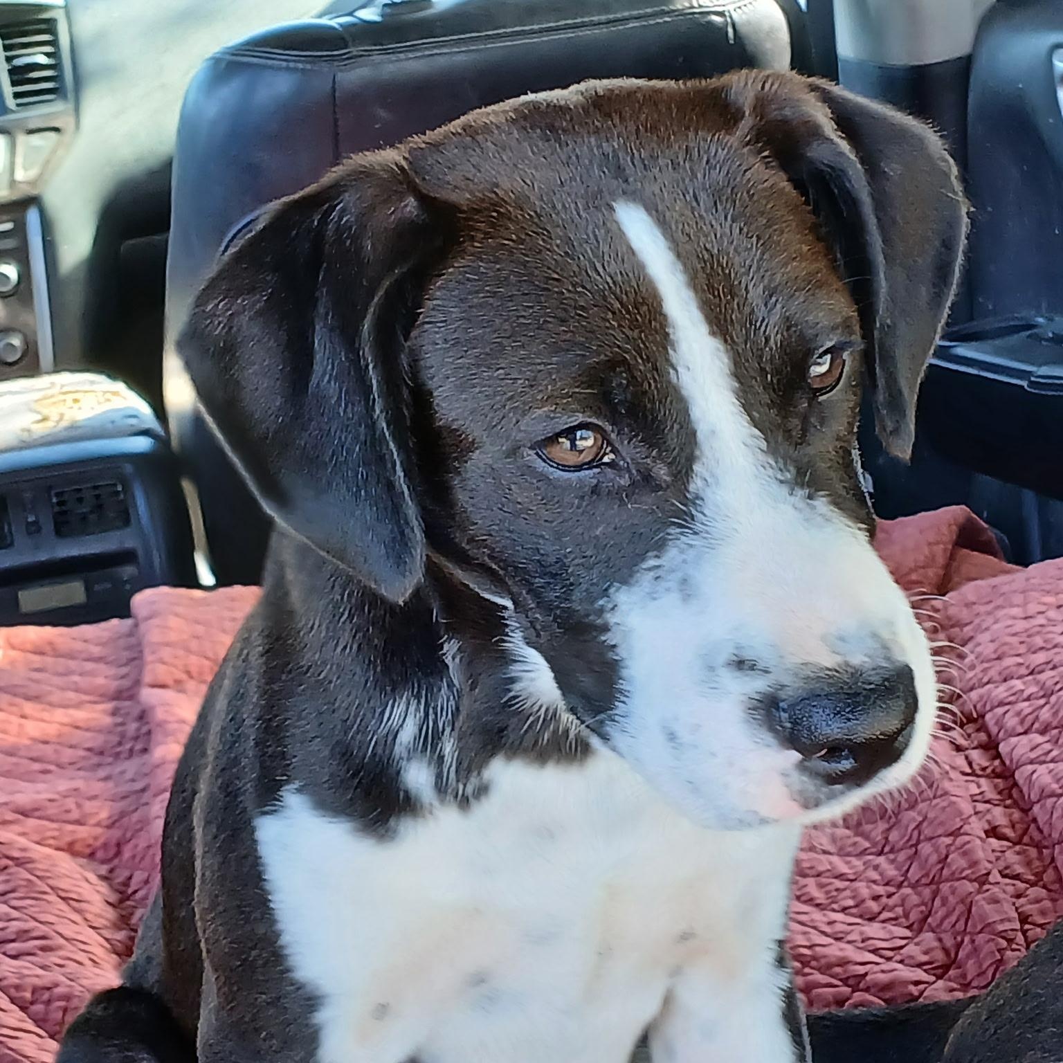 Dog for adoption - Juan Carlos, a Mixed Breed in Baltimore, MD | Petfinder