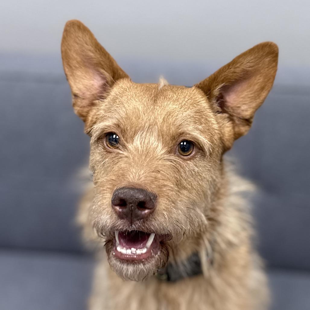 Dog for adoption - Scruff, a Norfolk Terrier & Wirehaired Terrier Mix in Monticello, IA | Petfinder