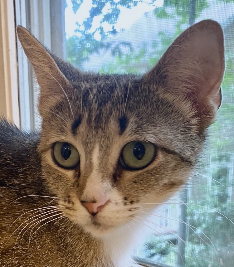 Available Cats and Kittens - Johnston County Animal Protection League ...