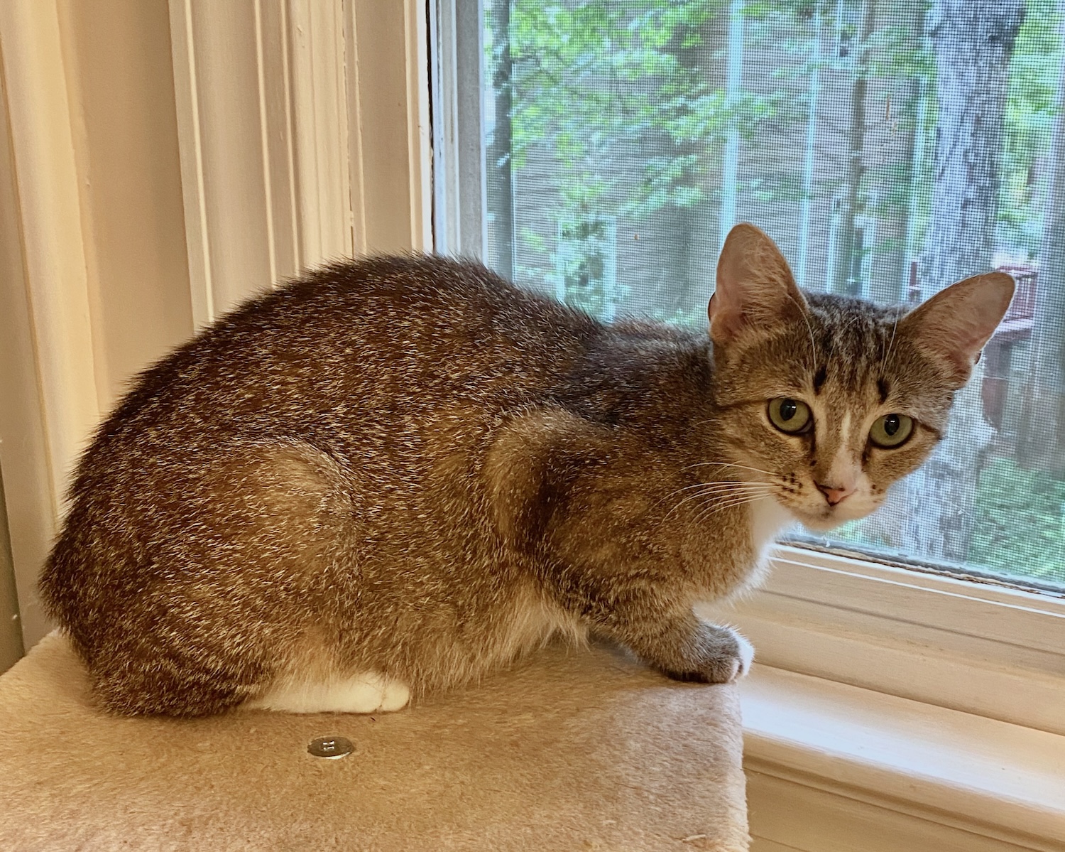 Available Cats and Kittens - Johnston County Animal Protection League ...