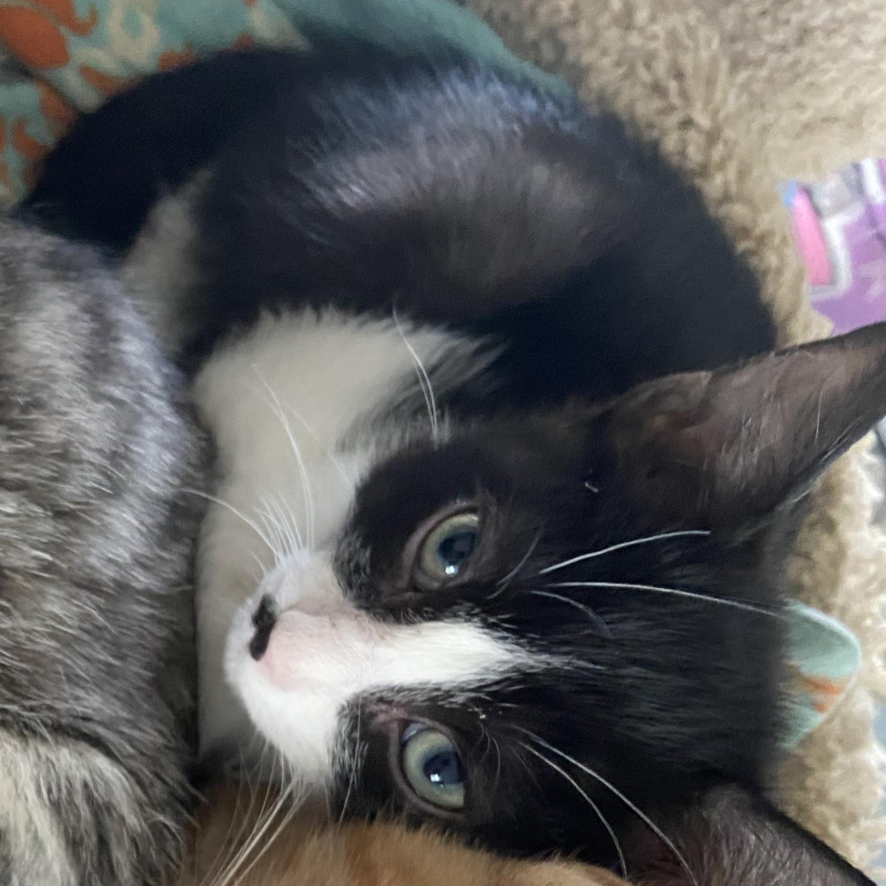 Cat for adoption - Fritter, an Extra-Toes Cat / Hemingway Polydactyl in ...