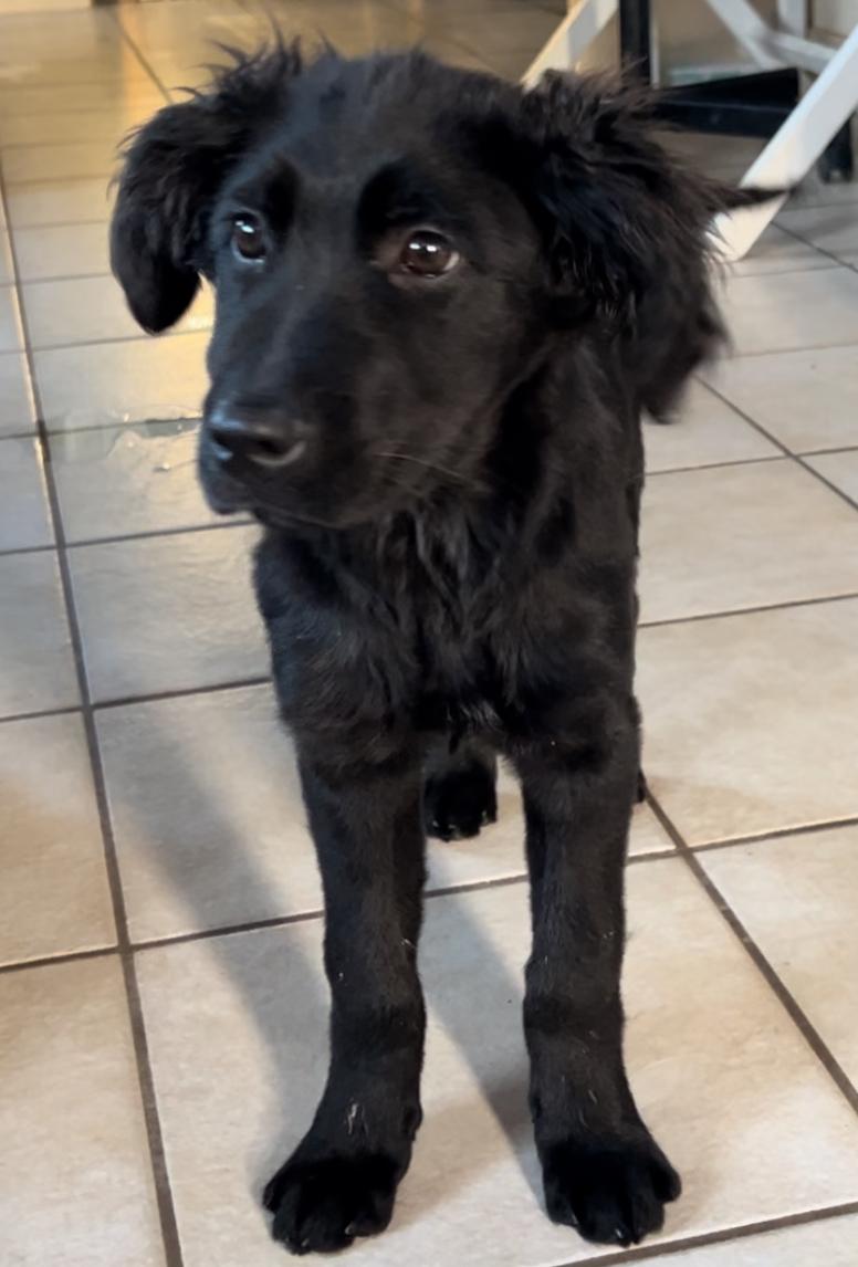 Dog for adoption - Emma, a Flat-Coated Retriever & Labrador Retriever ...