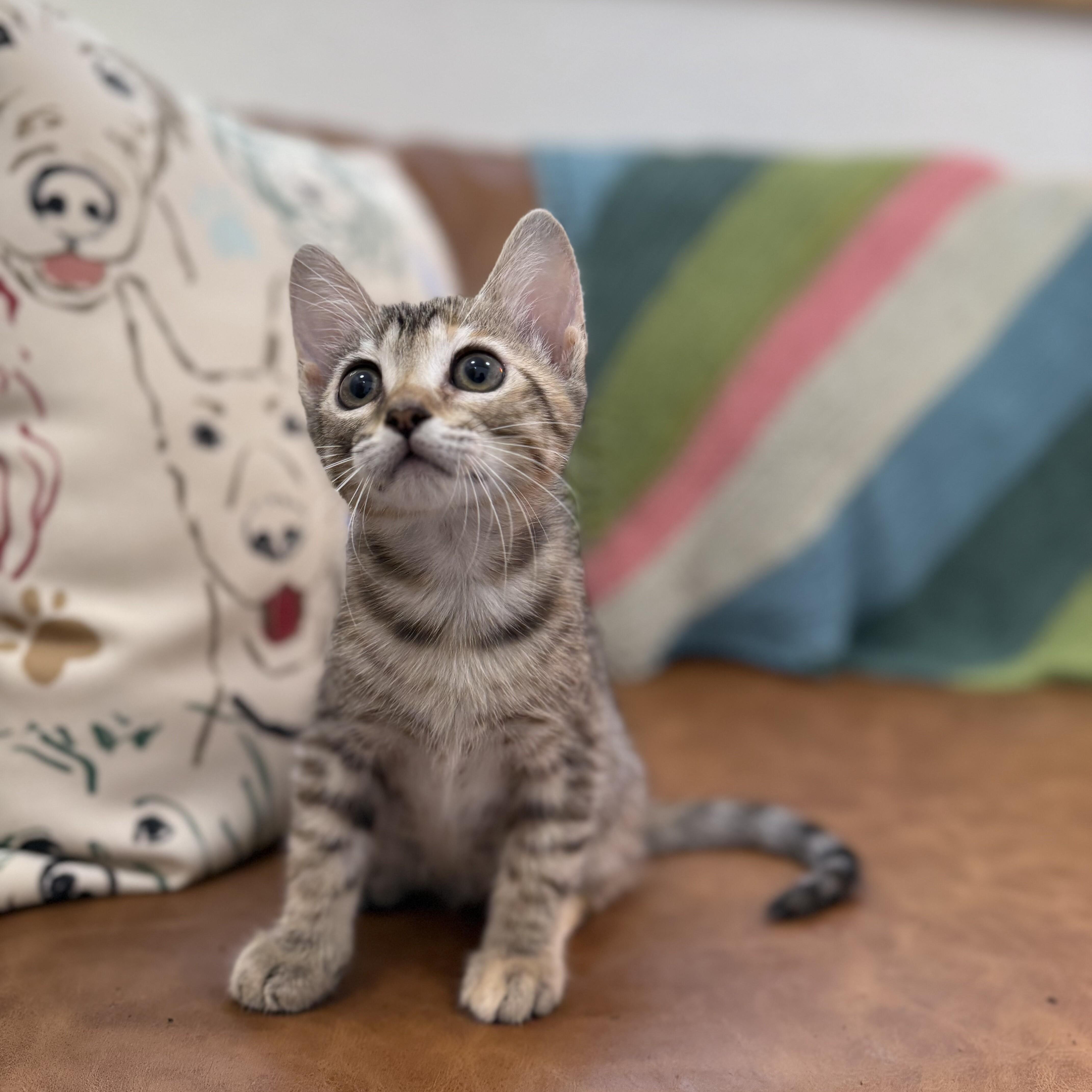 Cat for adoption - Charlotte, a Domestic Short Hair Mix in Syracuse, NY ...