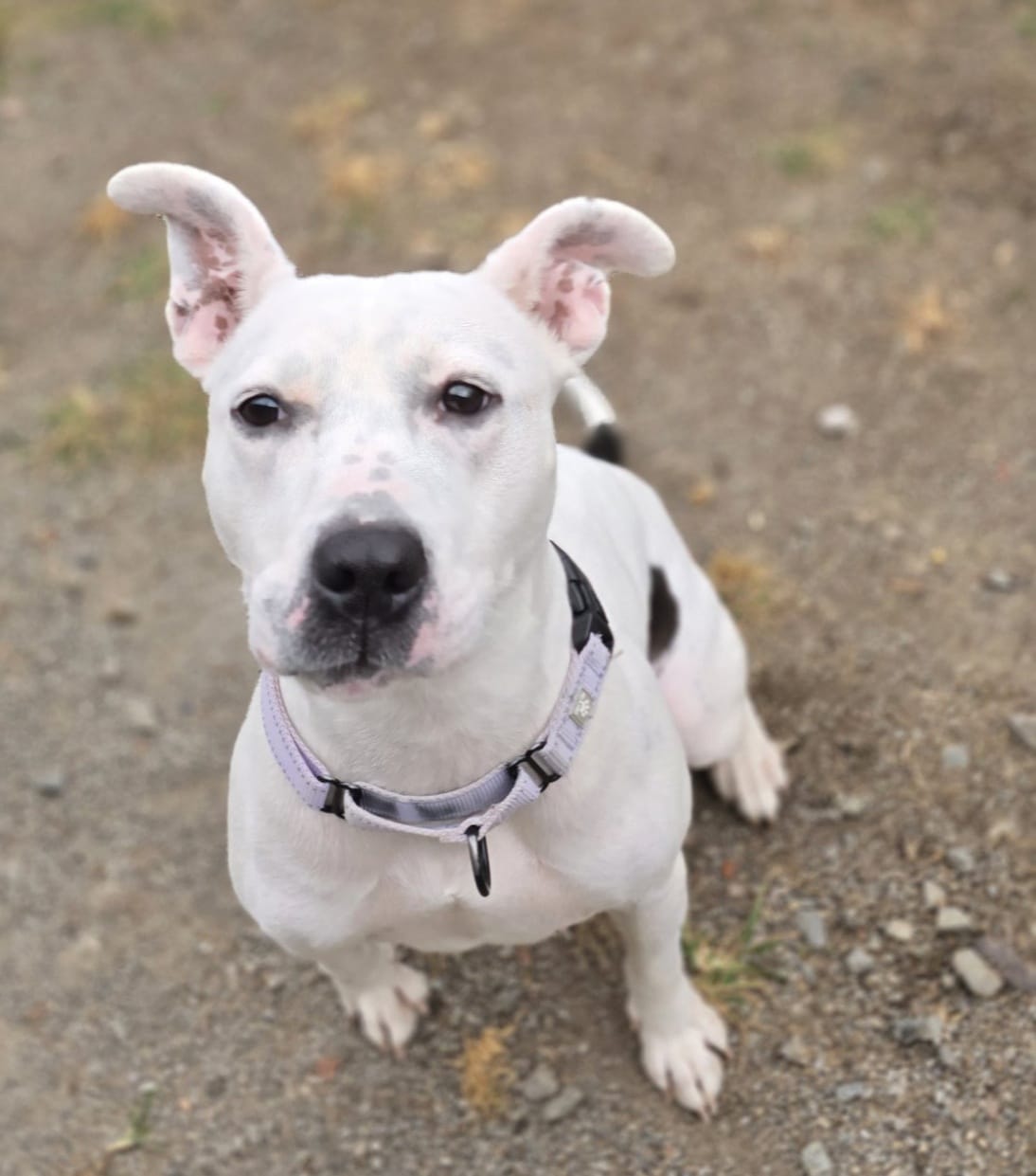 Adoptable Dogs - Friends of Orange County Animal Shelter