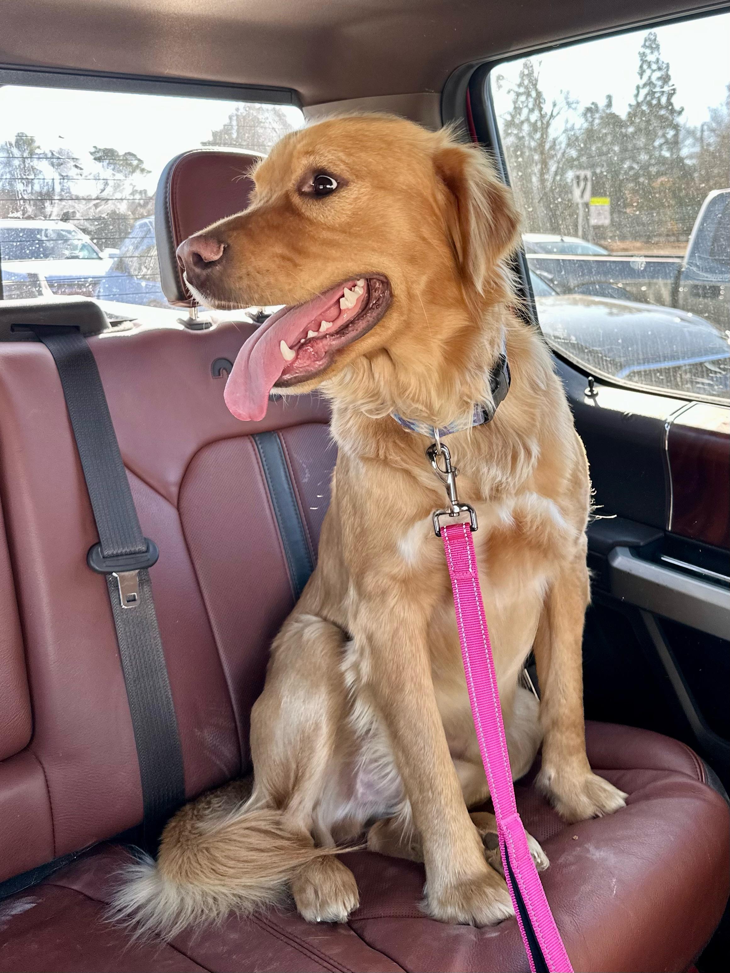Dog for adoption - Bo - IN VERMONT, a Golden Retriever in Wellesley ...