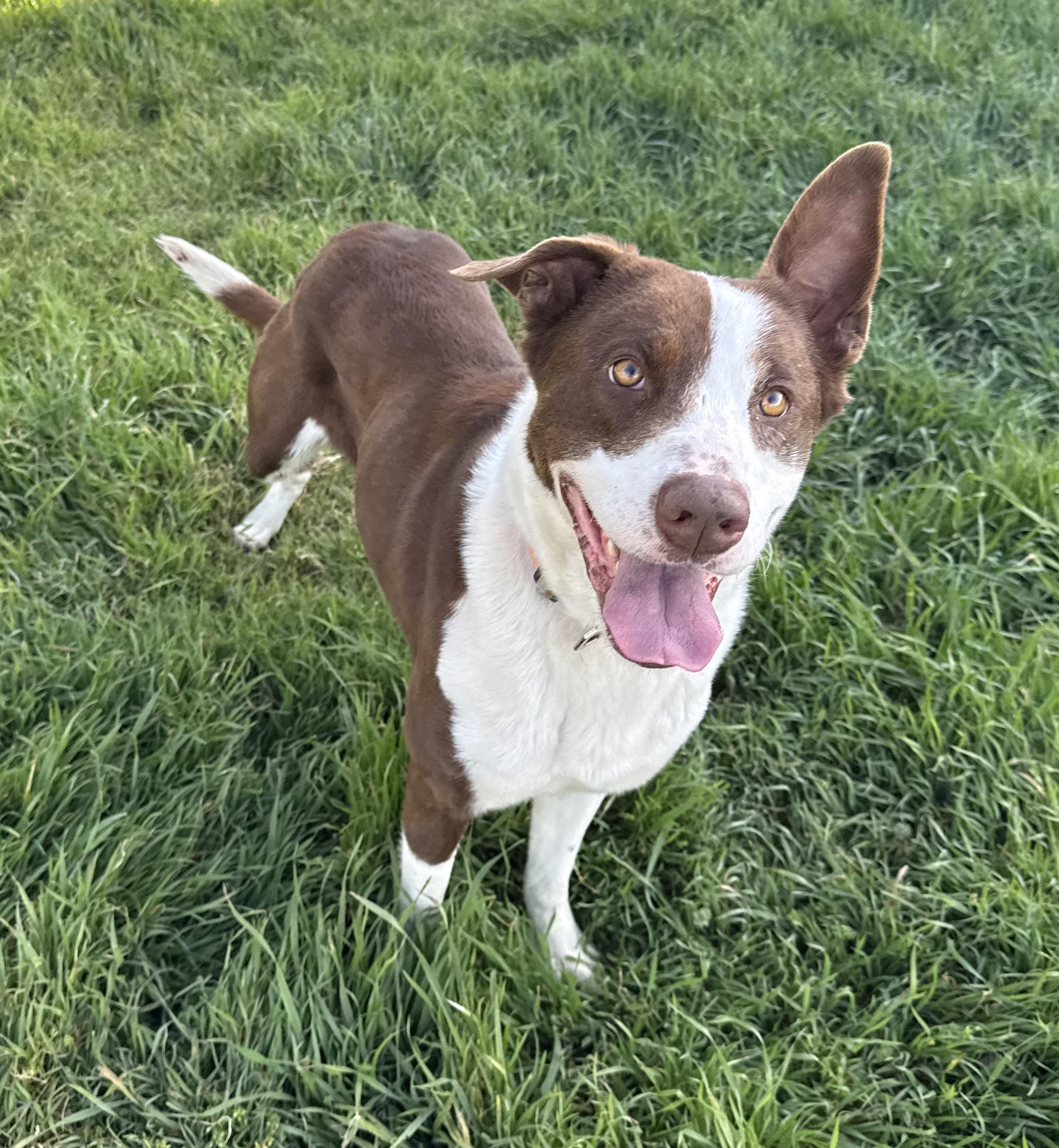 Dog for adoption - Coco, a Labrador Retriever Mix in Denver, CO | Petfinder