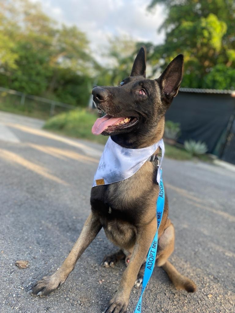 Dog for adoption - Harley, a German Shepherd Dog in Denver, CO | Petfinder