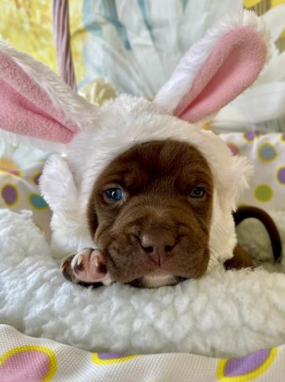 Dog for adoption - Bronze, an American Staffordshire Terrier & Hound ...