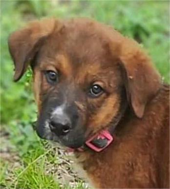 Dog for adoption - Chaka, an Akita & Belgian Shepherd / Malinois Mix in ...