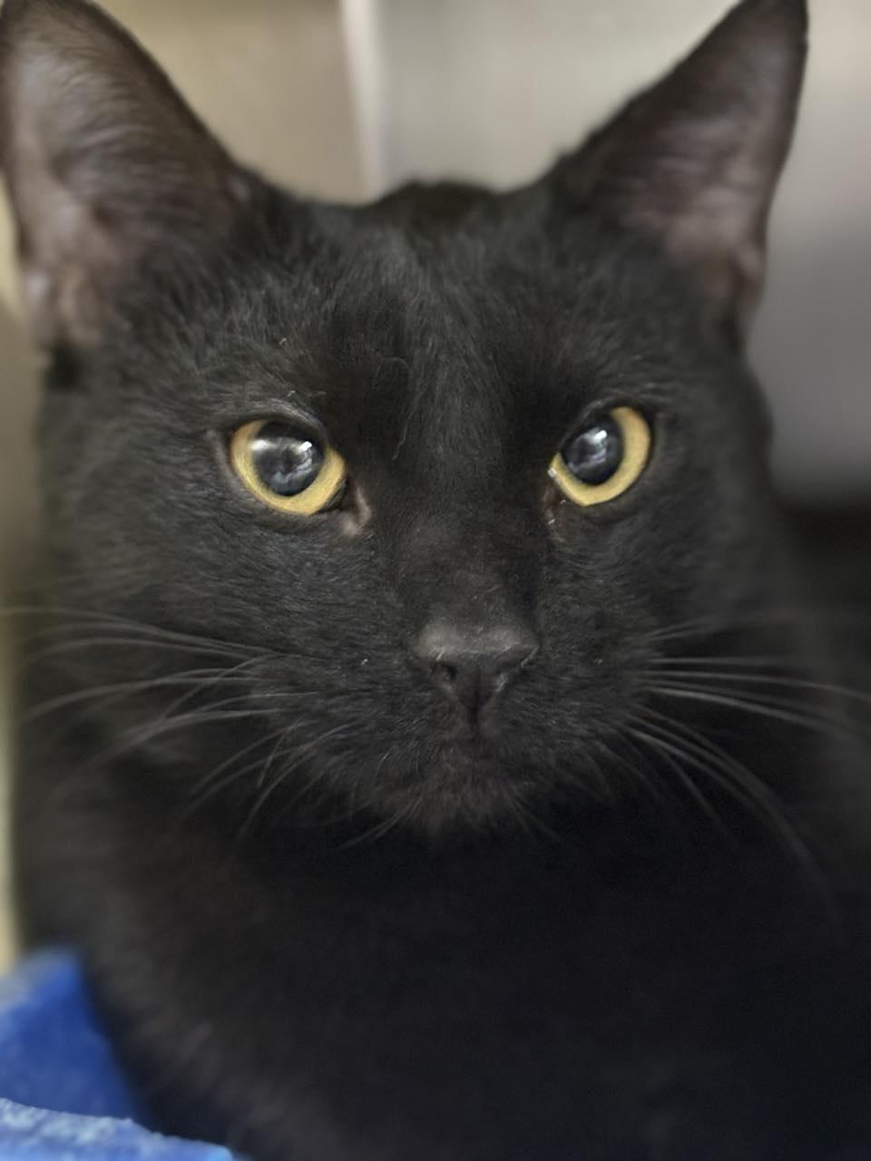 Cat for adoption - Bat Man (PetSmart!), a Domestic Short Hair in Cape ...