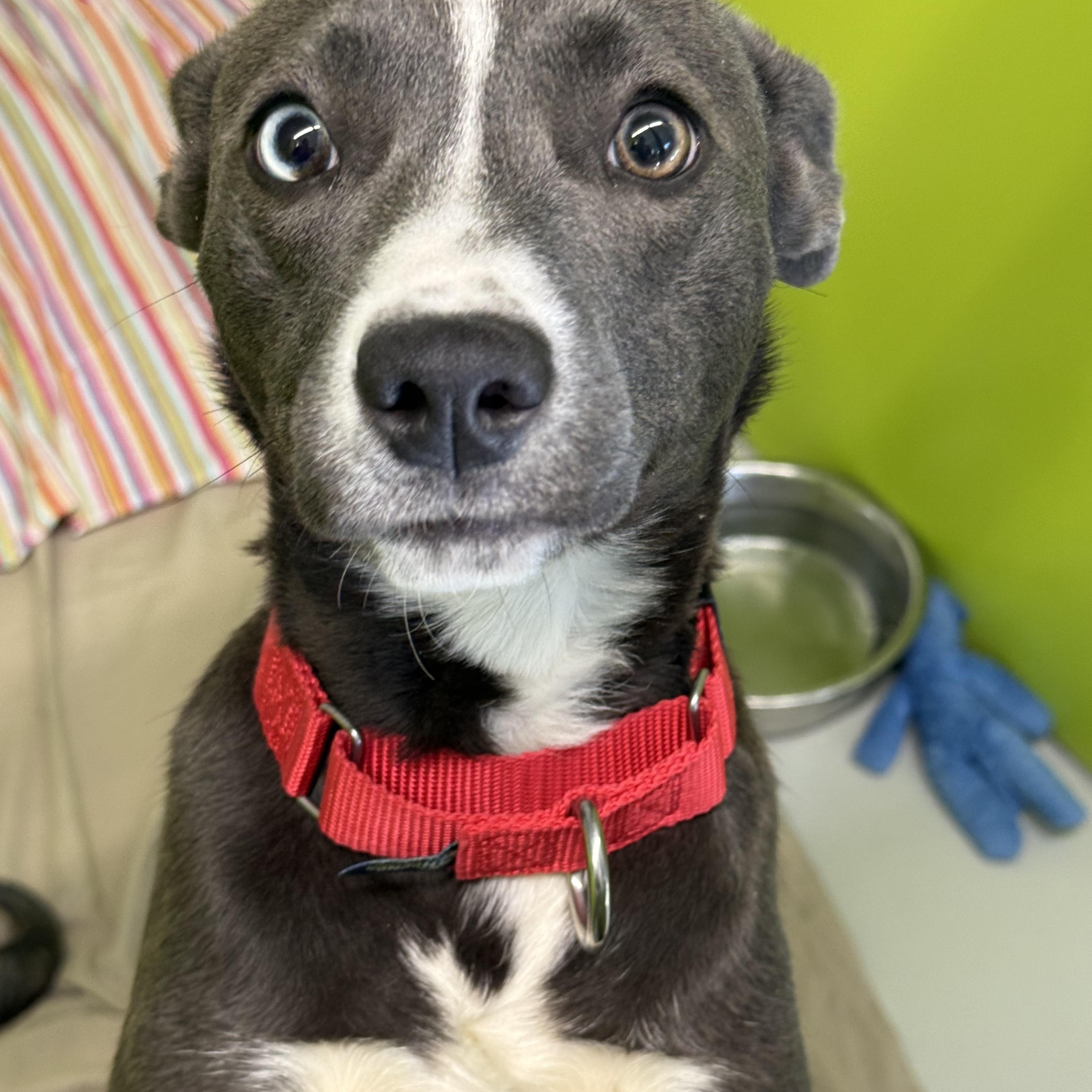 Dog for adoption - Holly Rowe, a Labrador Retriever Mix in AQUEBOGUE, NY | Petfinder