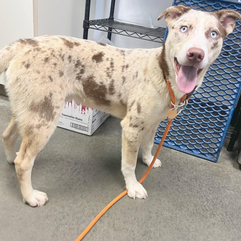 Dog for adoption - Billie, a Catahoula Leopard Dog & Husky Mix in ...