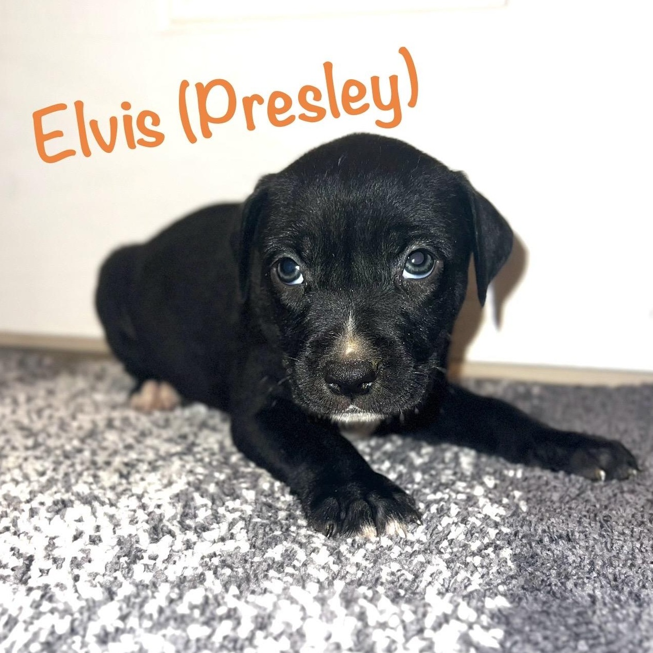 Dog for adoption - Elvis (Presley), a Black Labrador Retriever Mix in ...