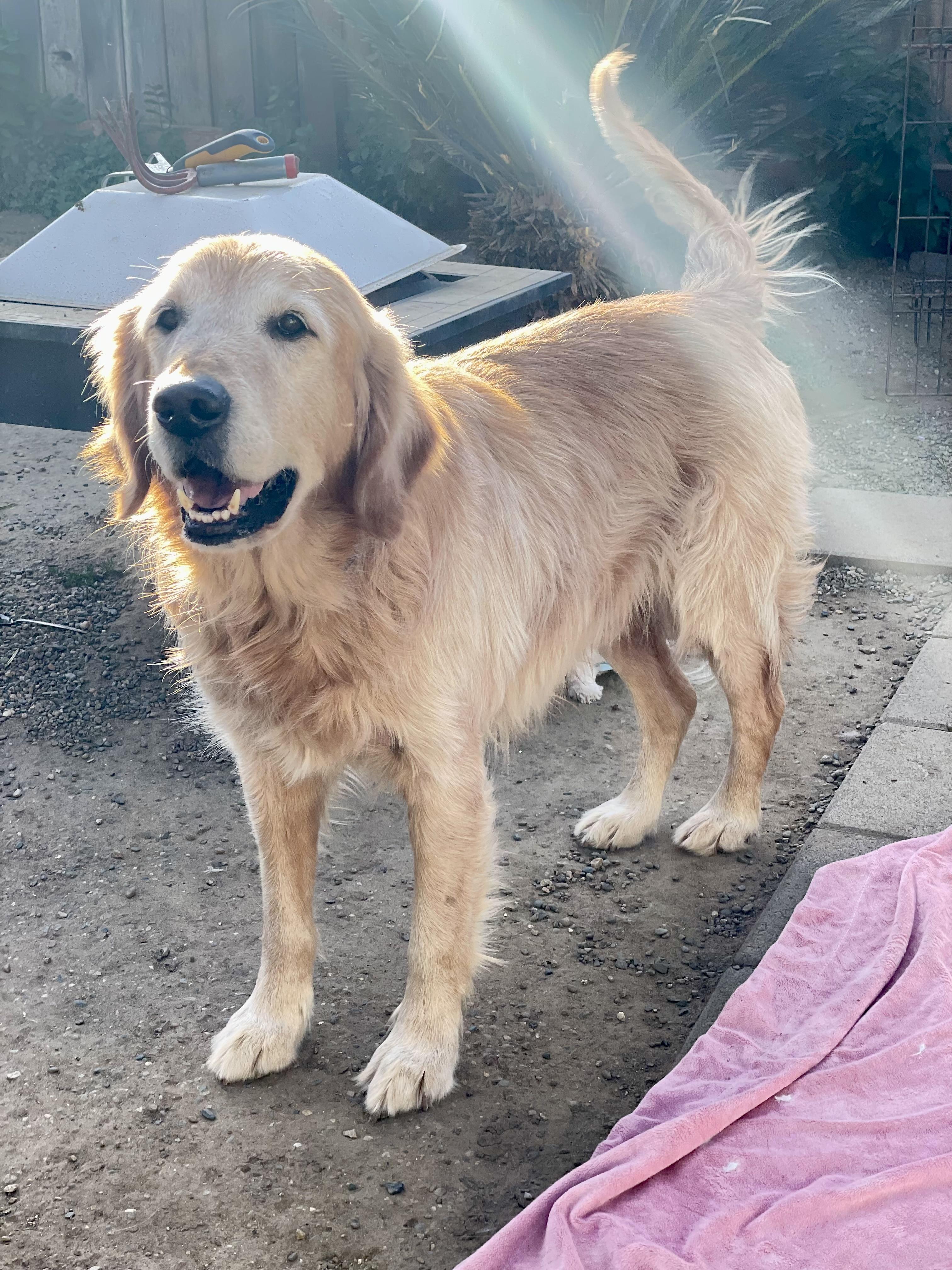 Dog for adoption - Otis, a Golden Retriever in Reedley, CA | Petfinder