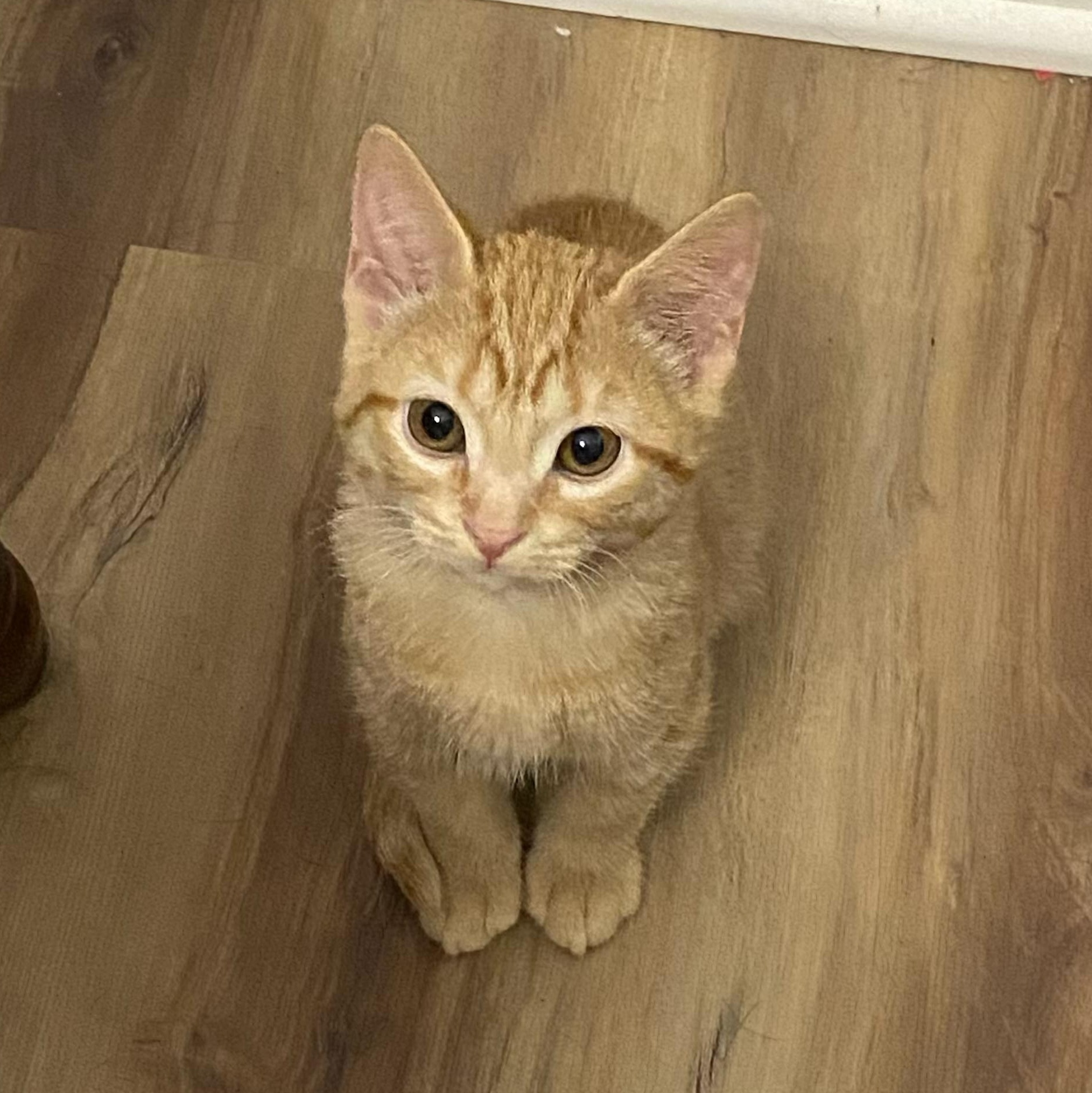 Cat for adoption - Jethro, a Domestic Short Hair & Tabby Mix in Omaha ...