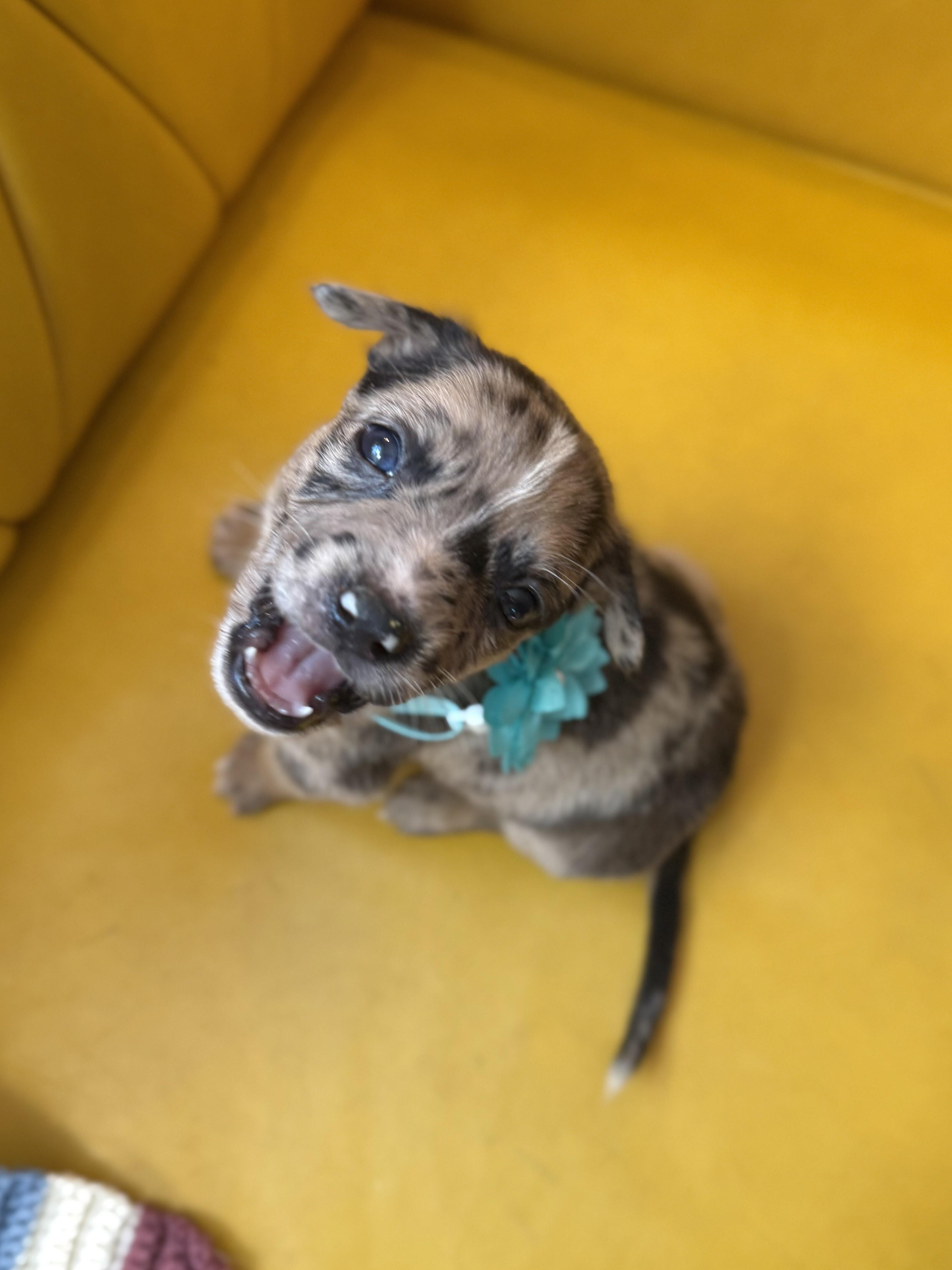 Dog for adoption - Lexie Pro Med, a Black Mouth Cur & Pit Bull Terrier ...