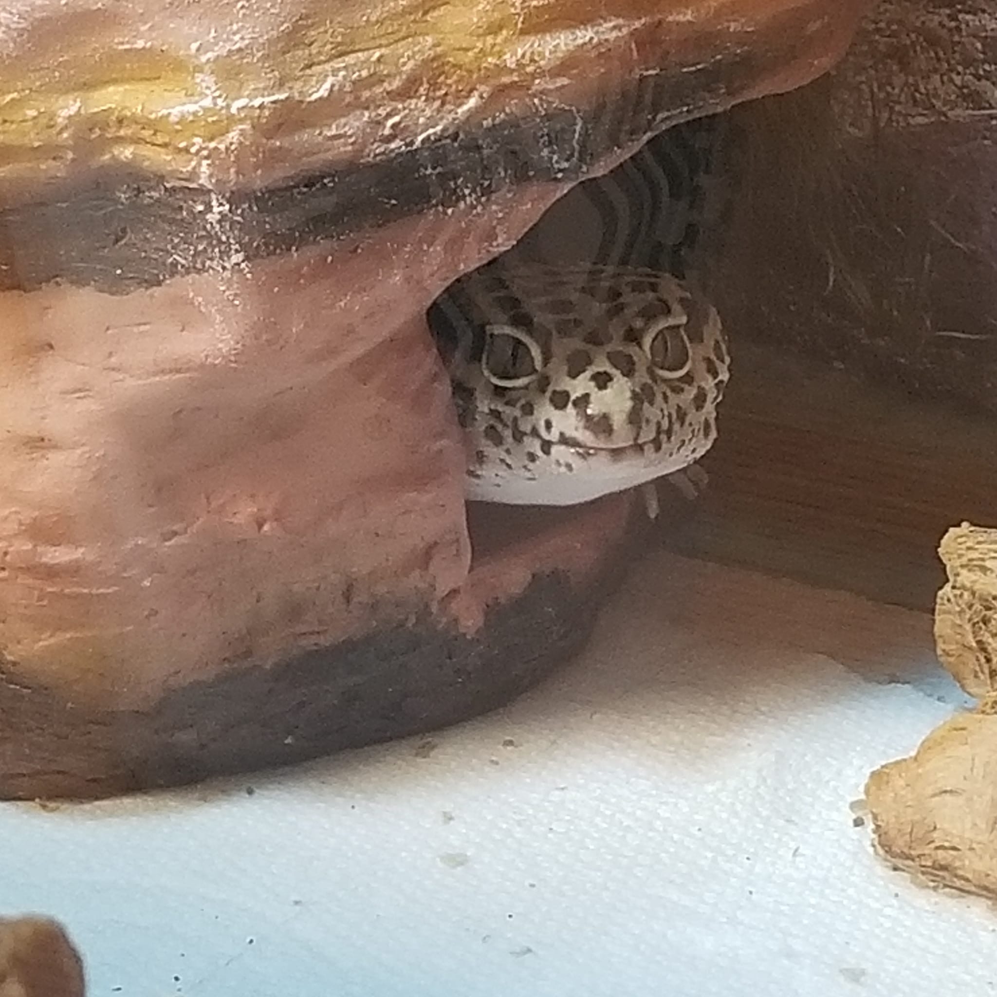 ADOPT - Whatcom Humane Society