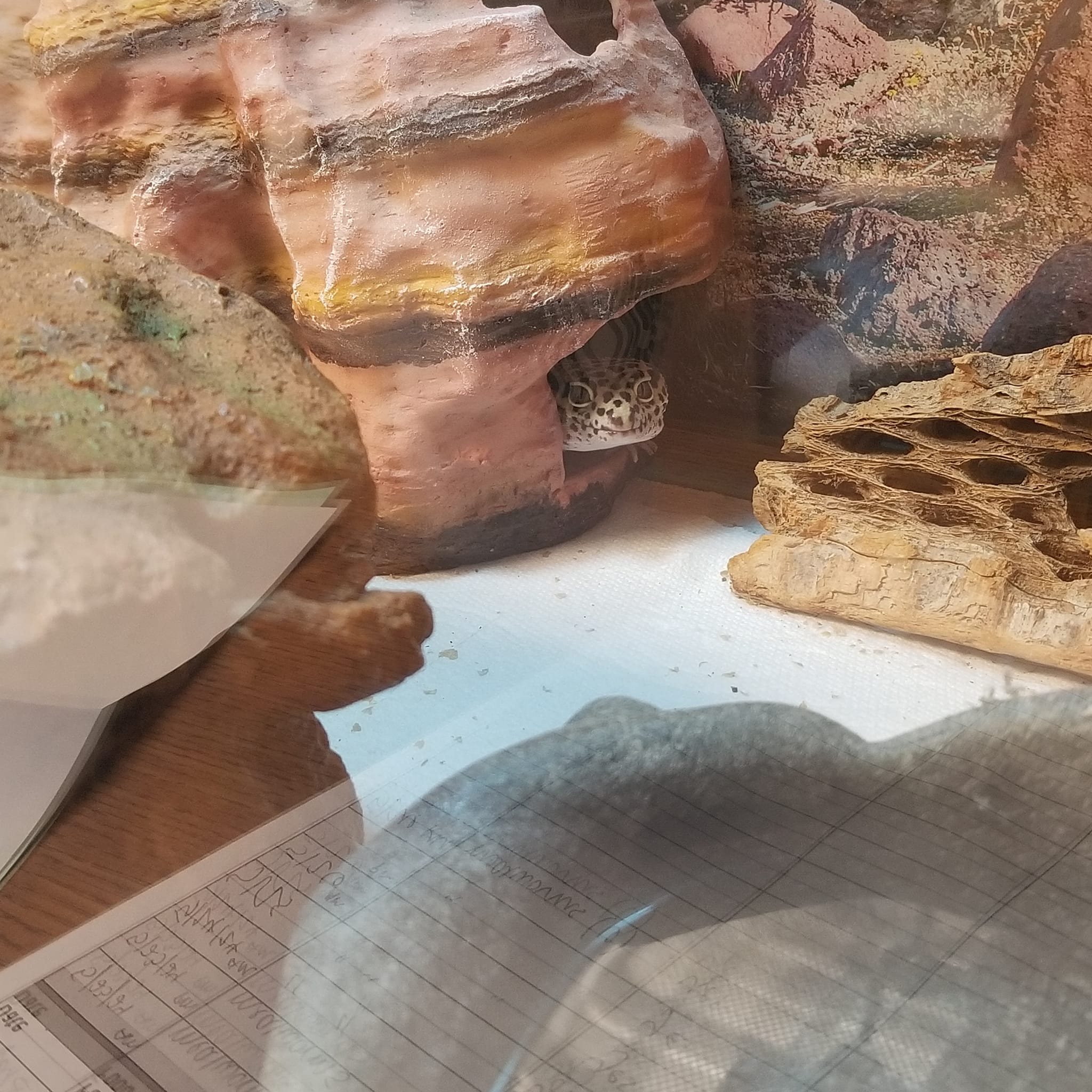 ADOPT - Whatcom Humane Society