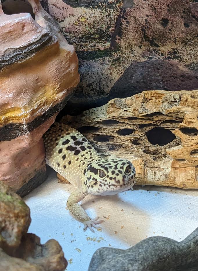 ADOPT - Whatcom Humane Society