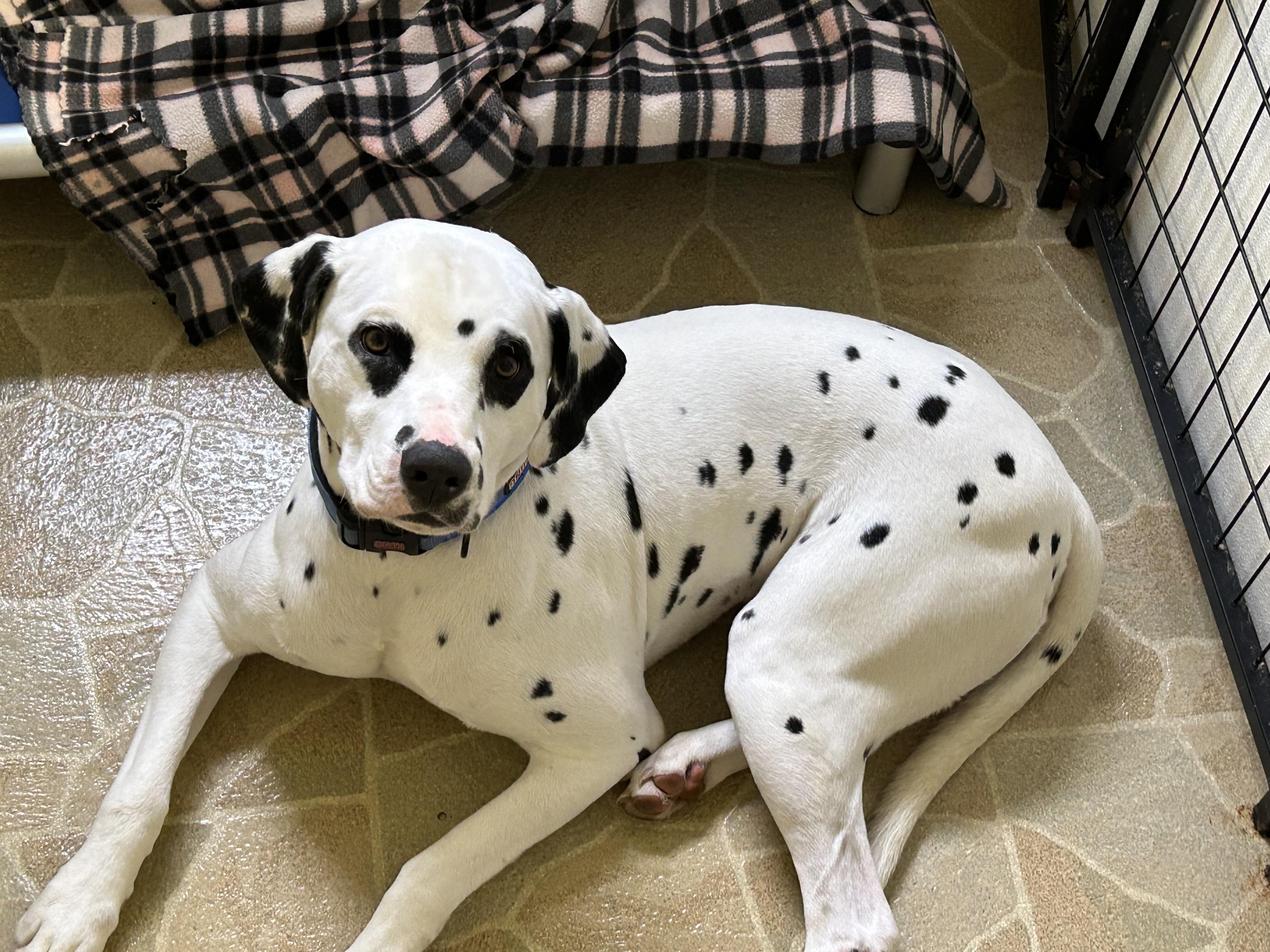 Dog for adoption - Pluto, a Dalmatian in Owensboro, KY | Petfinder