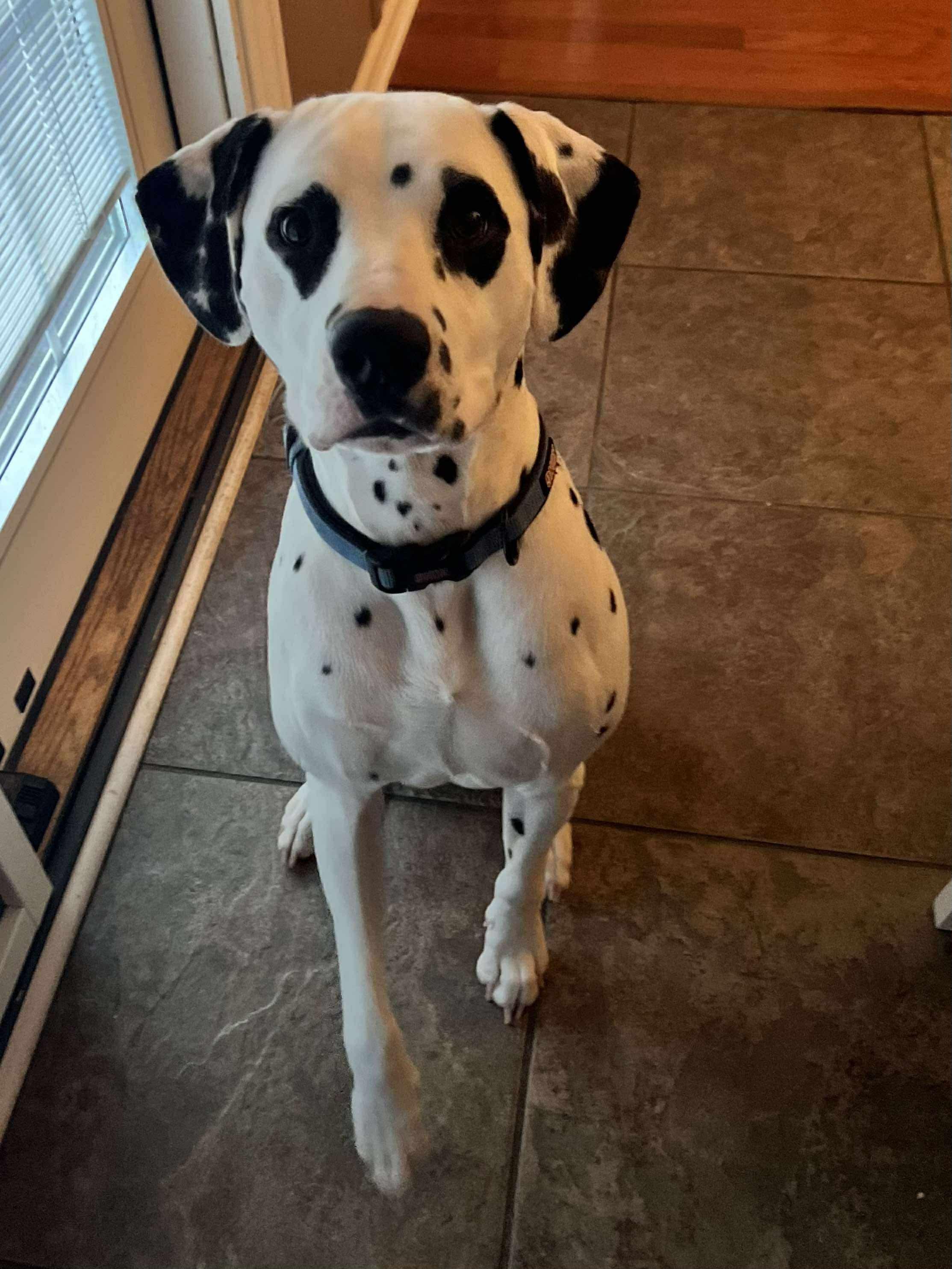 Dog for adoption - Pluto, a Dalmatian in Owensboro, KY | Petfinder