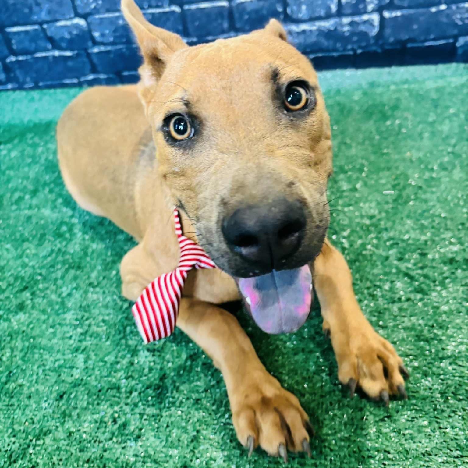 Dog for adoption - Levi, a Carolina Dog & Shepherd Mix in Spokane, WA ...
