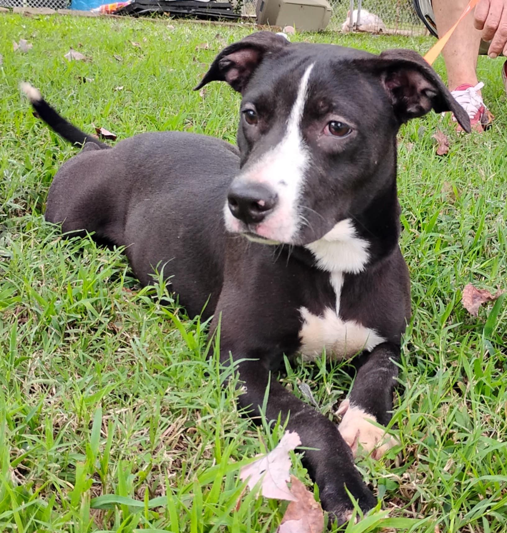 Dog for adoption - Yasmine Blair, an American Staffordshire Terrier Mix ...