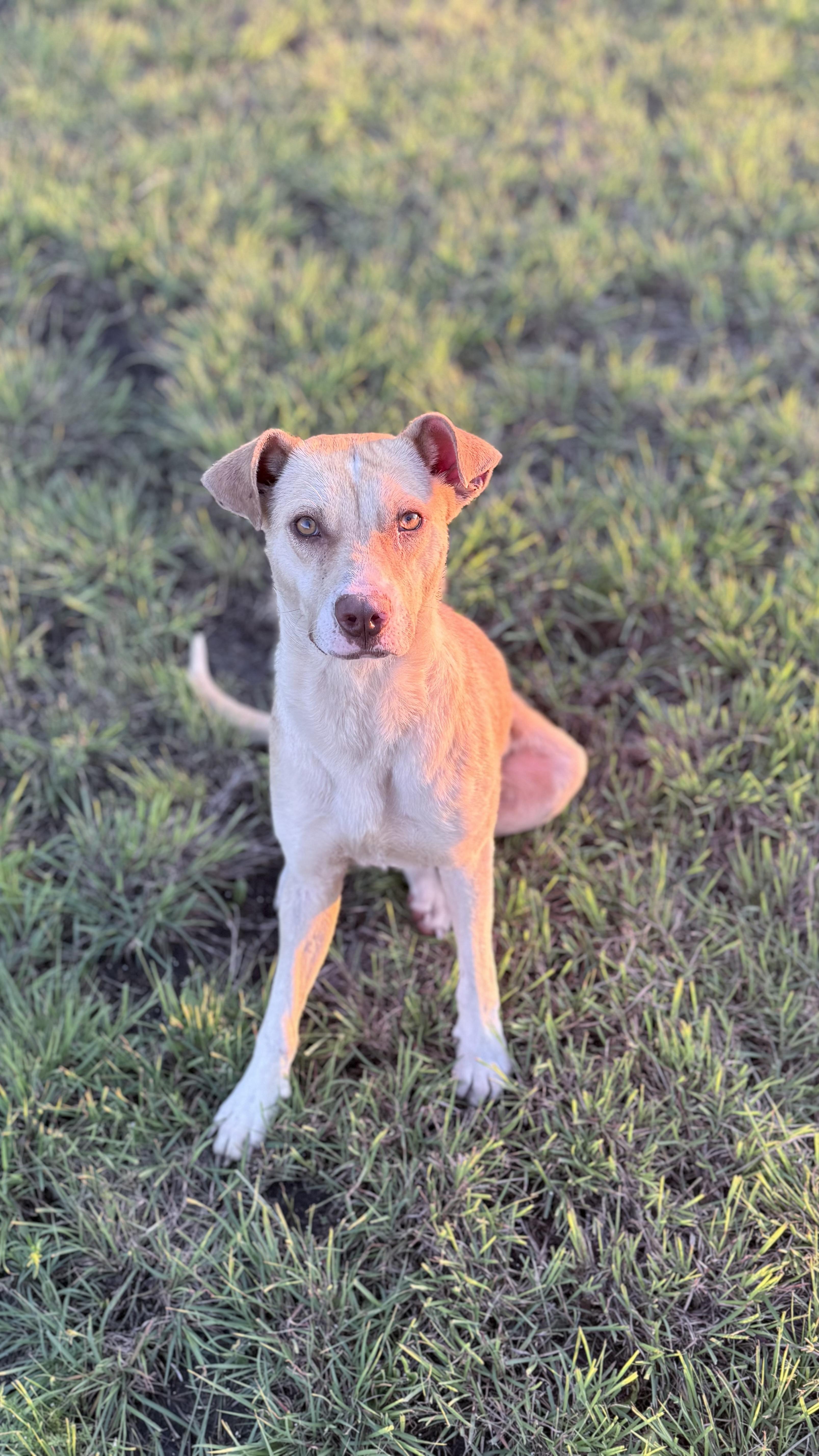 Dog for adoption - Boo, a Yellow Labrador Retriever Mix in West ...