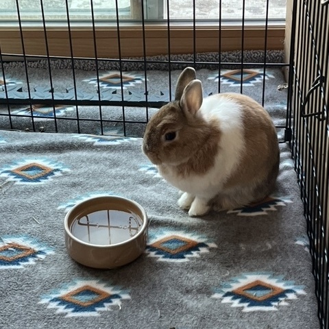 Rabbit for adoption - Nugget, a Netherland Dwarf & Dutch Mix in Los ...