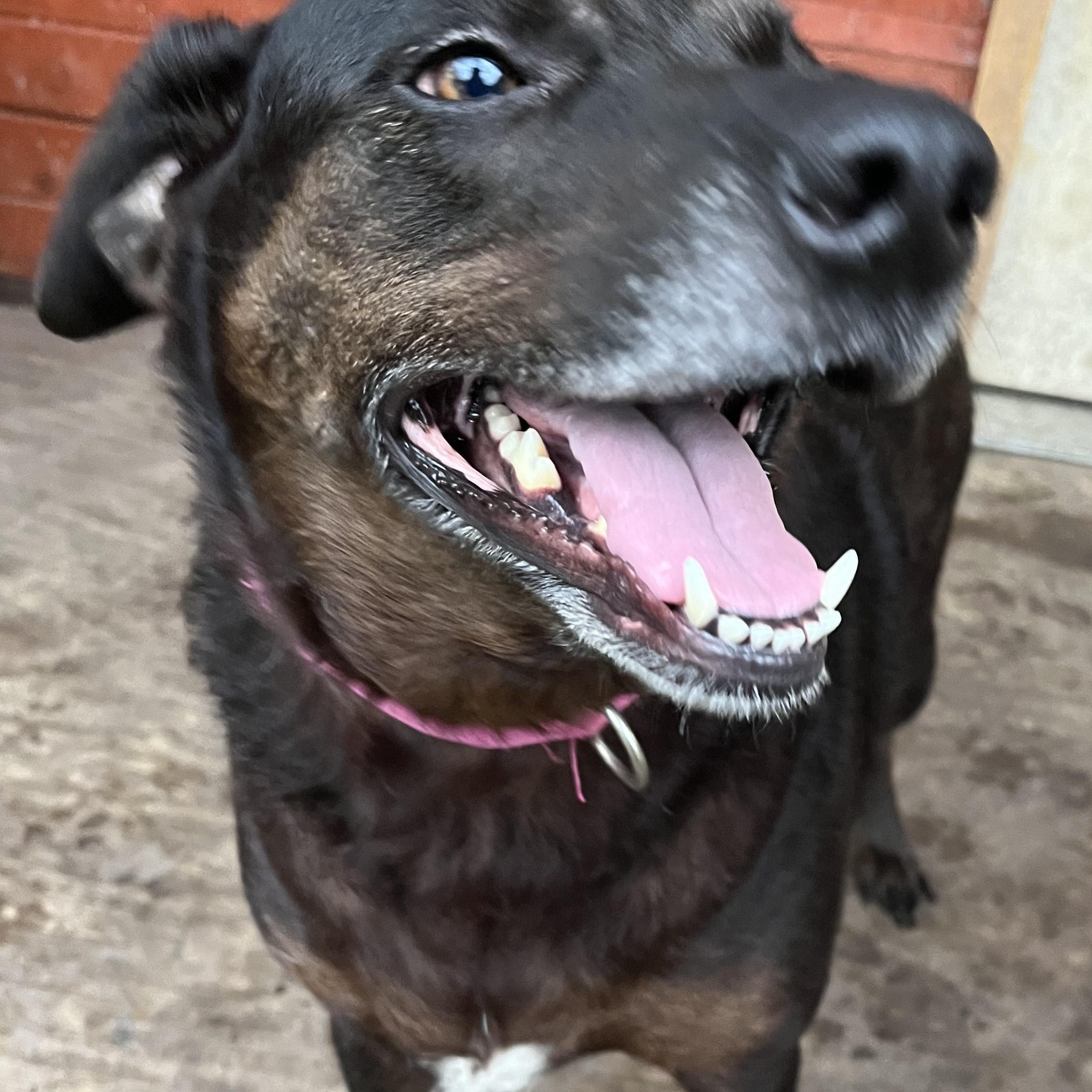 Dog for adoption - Biscuit, a Mixed Breed in Trenton, NJ | Petfinder