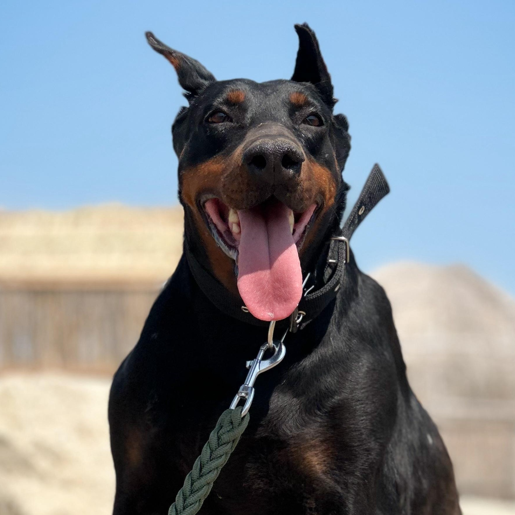 Dog for adoption - Helena from Azerbaijan, a Doberman Pinscher in ...
