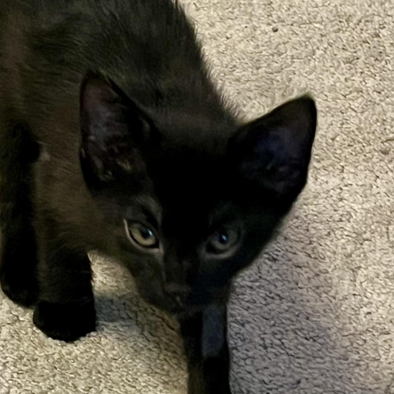 Cat for adoption - Swan, a Domestic Short Hair in Houghton Lake, MI ...