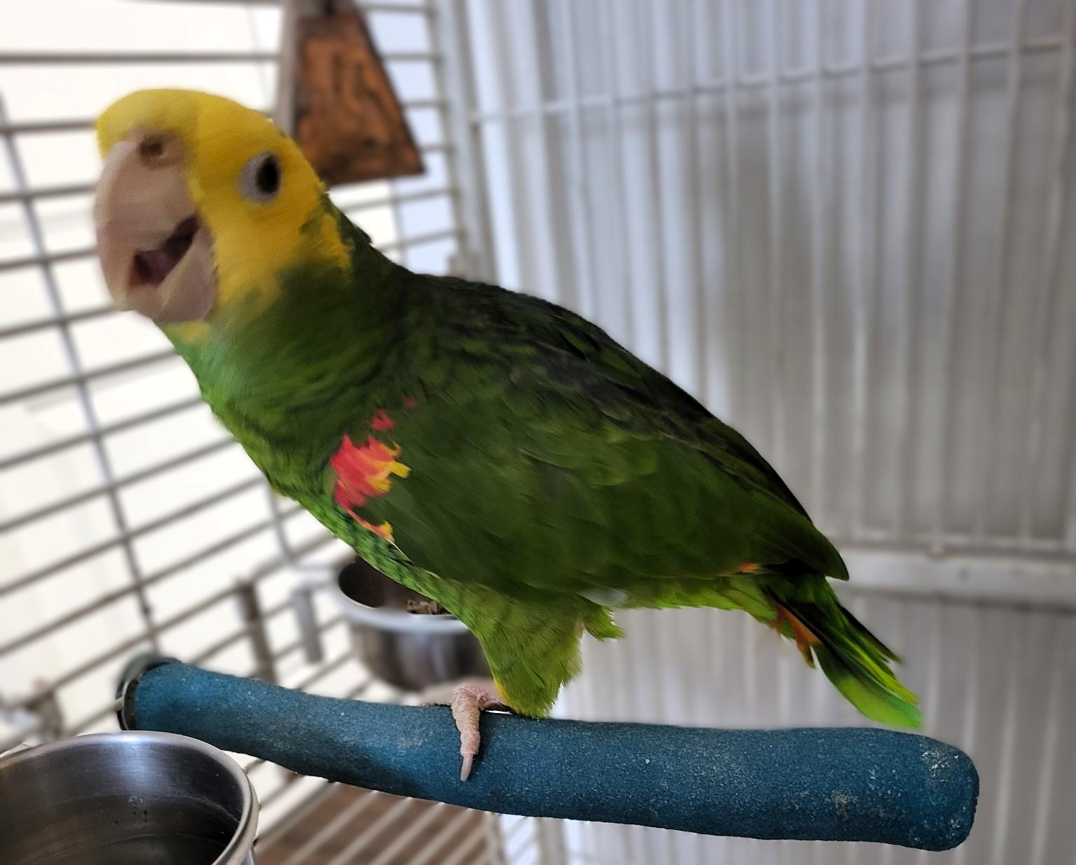Parrot for adoption - Fletcher, an Amazon in Lenexa, KS | Petfinder