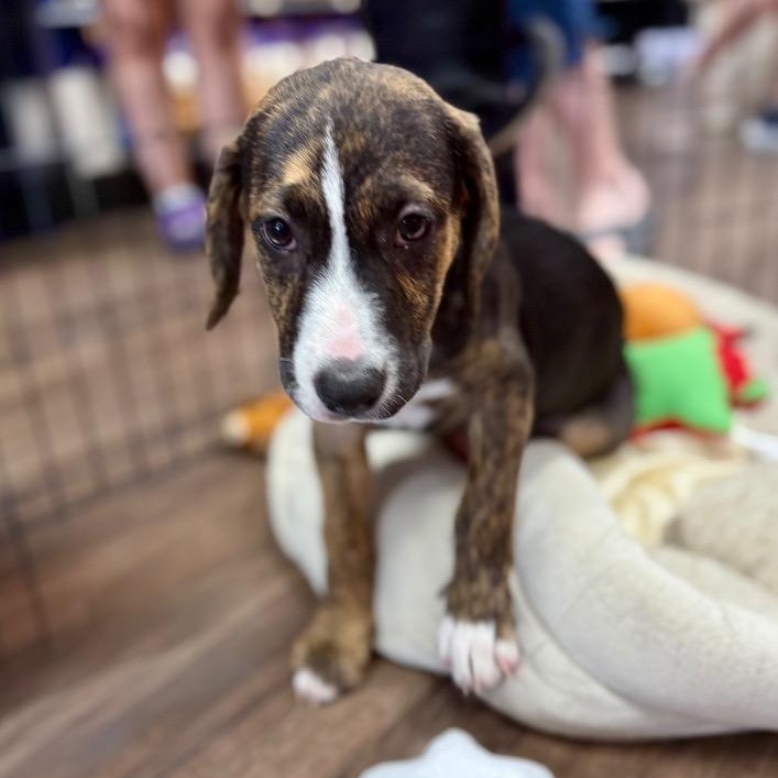 Dog for adoption - Caramel, a Hound & Labrador Retriever Mix in ...