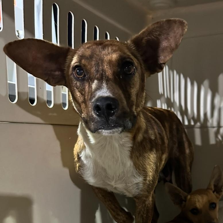 Dog for adoption - Sonar, a Corgi & Catahoula Leopard Dog Mix in ...