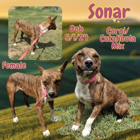 Dog for adoption - Sonar, a Corgi & Catahoula Leopard Dog Mix in ...