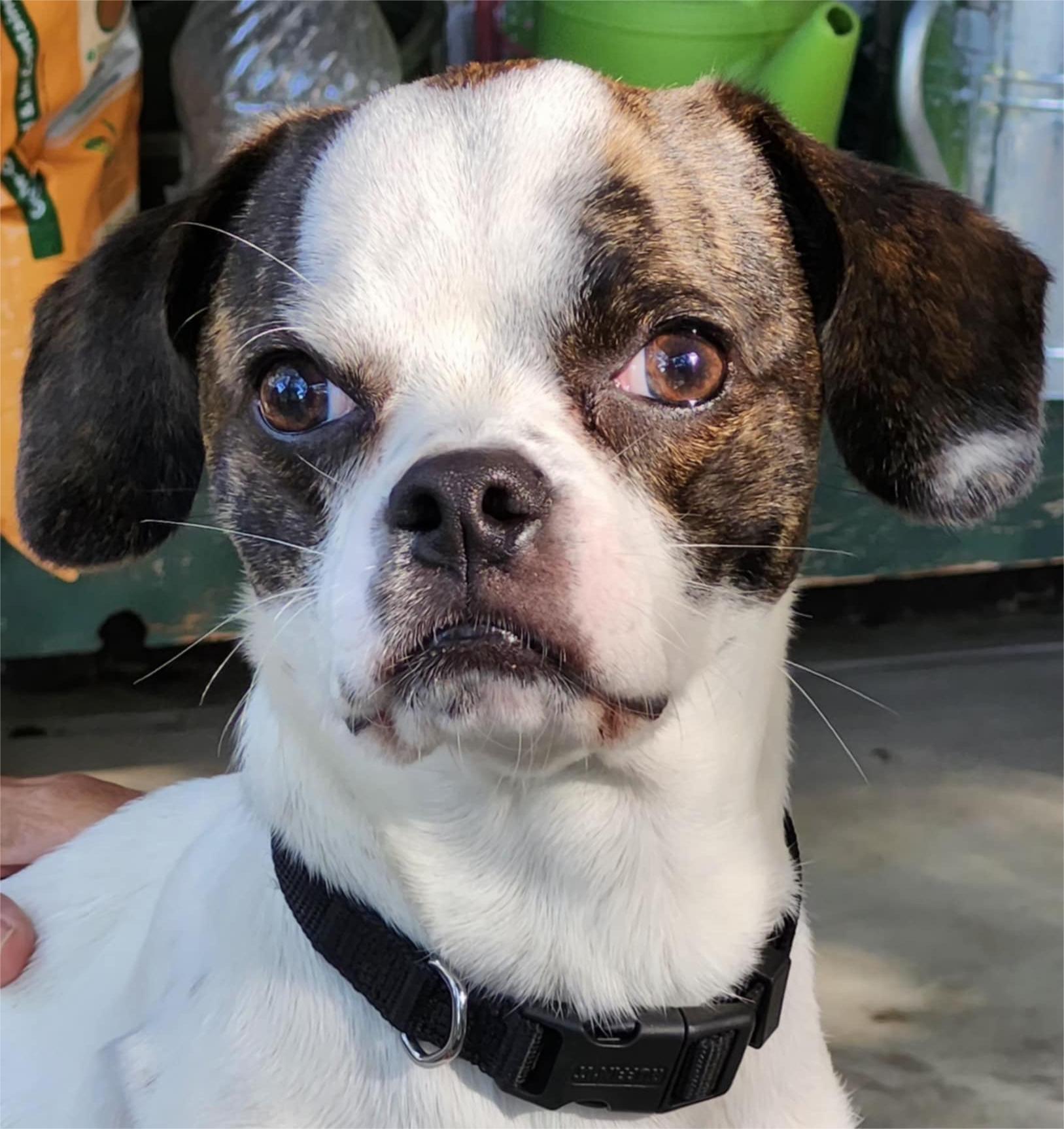 Dog for adoption - Luffy, a Boston Terrier & Pug Mix in East Hartford ...