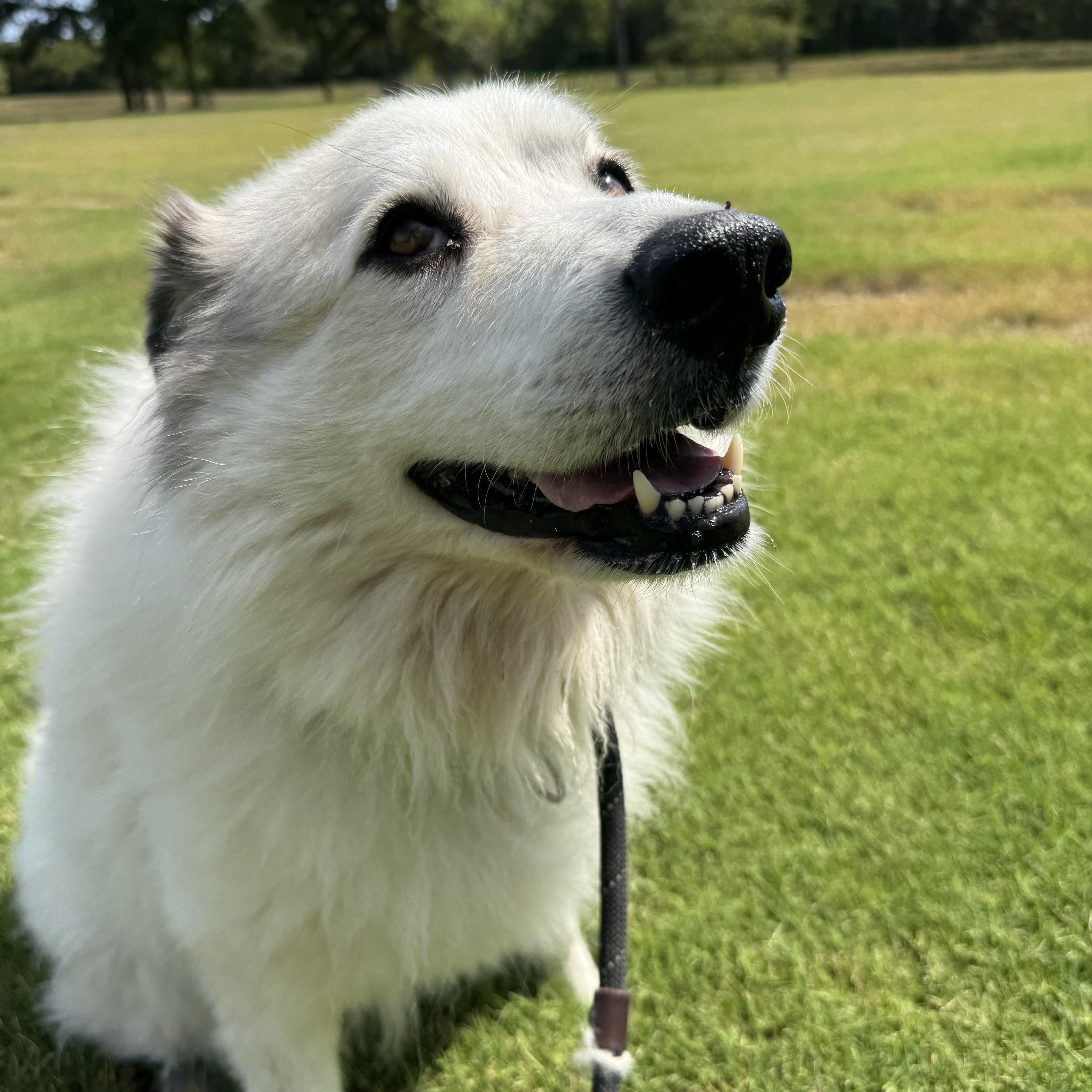 Dog for adoption - Ghost, a Great Pyrenees Mix in Louisville, KY ...