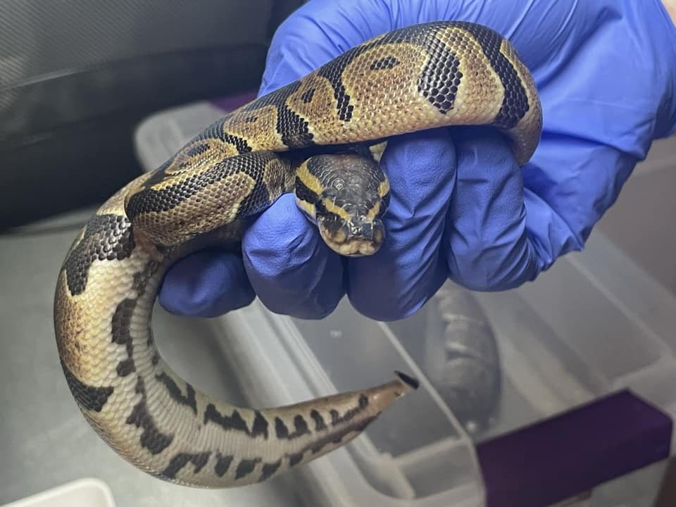 Snake for adoption - Enver, a Ball Python in Durham, NC | Petfinder