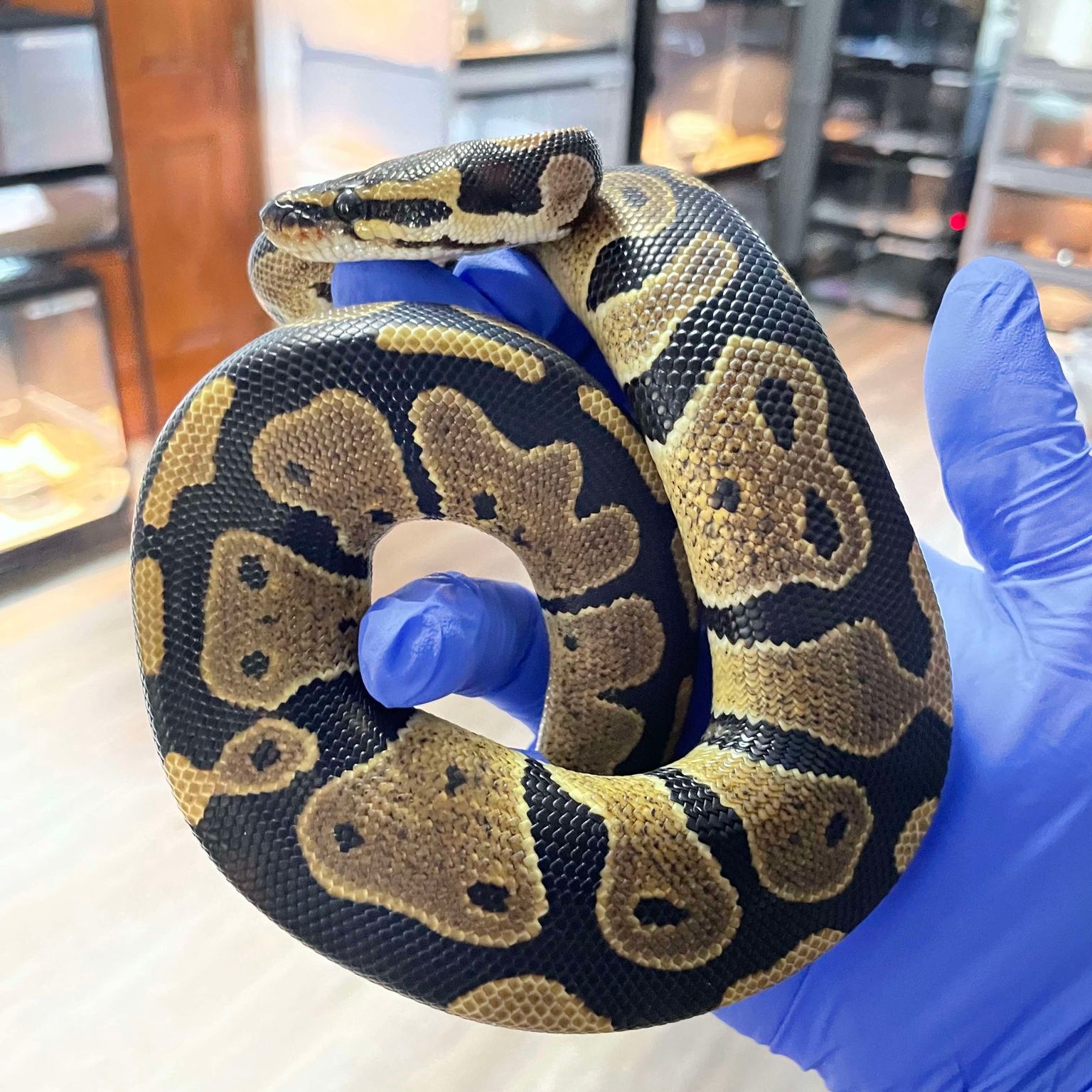 Snake for adoption - Enver, a Ball Python in Durham, NC | Petfinder