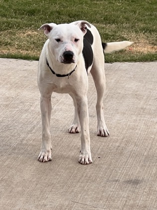 Dog for adoption - Cassian, a Labrador Retriever & Dogo Argentino Mix ...