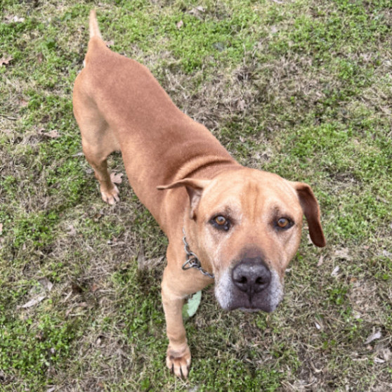 Dog for adoption - Dupin, a Black Mouth Cur Mix in Houston, TX | Petfinder