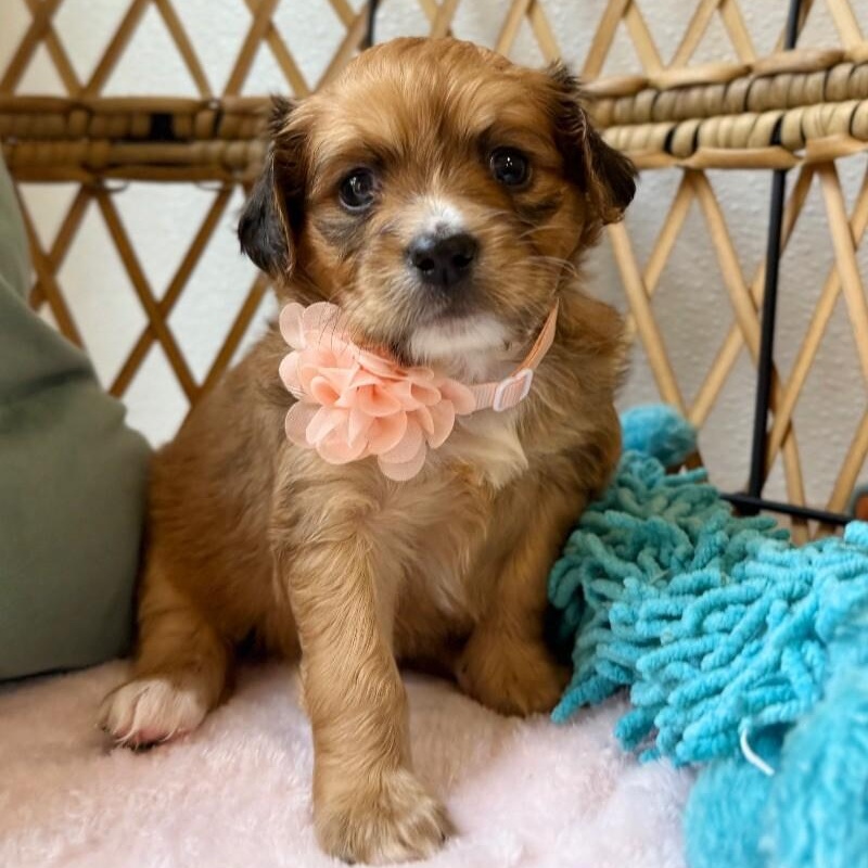 Dog for adoption - Ophelia Flooflesnoot, a Chihuahua & Poodle Mix in ...