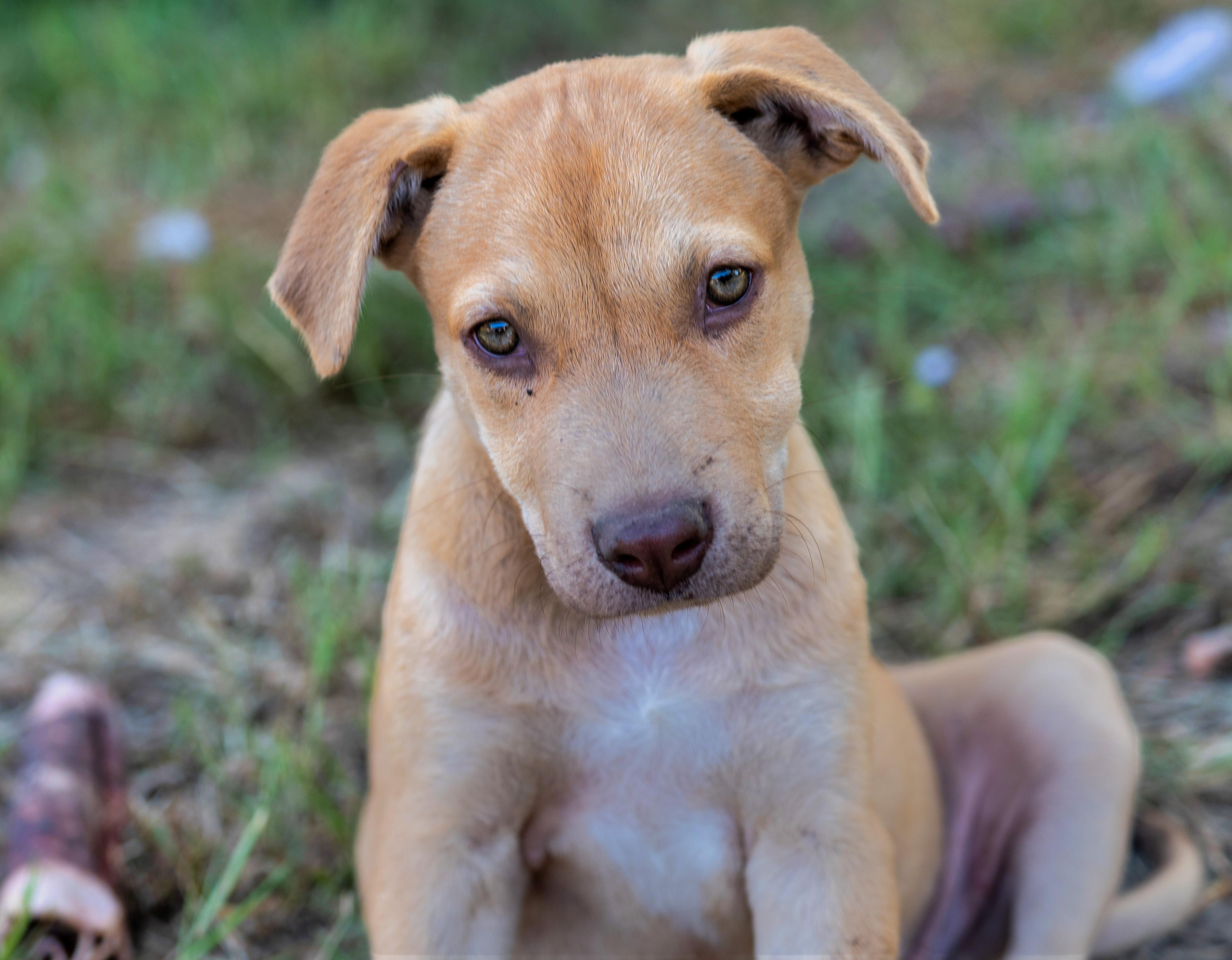 Dog for adoption - Maka Nani, a Labrador Retriever Mix in Quicksburg ...