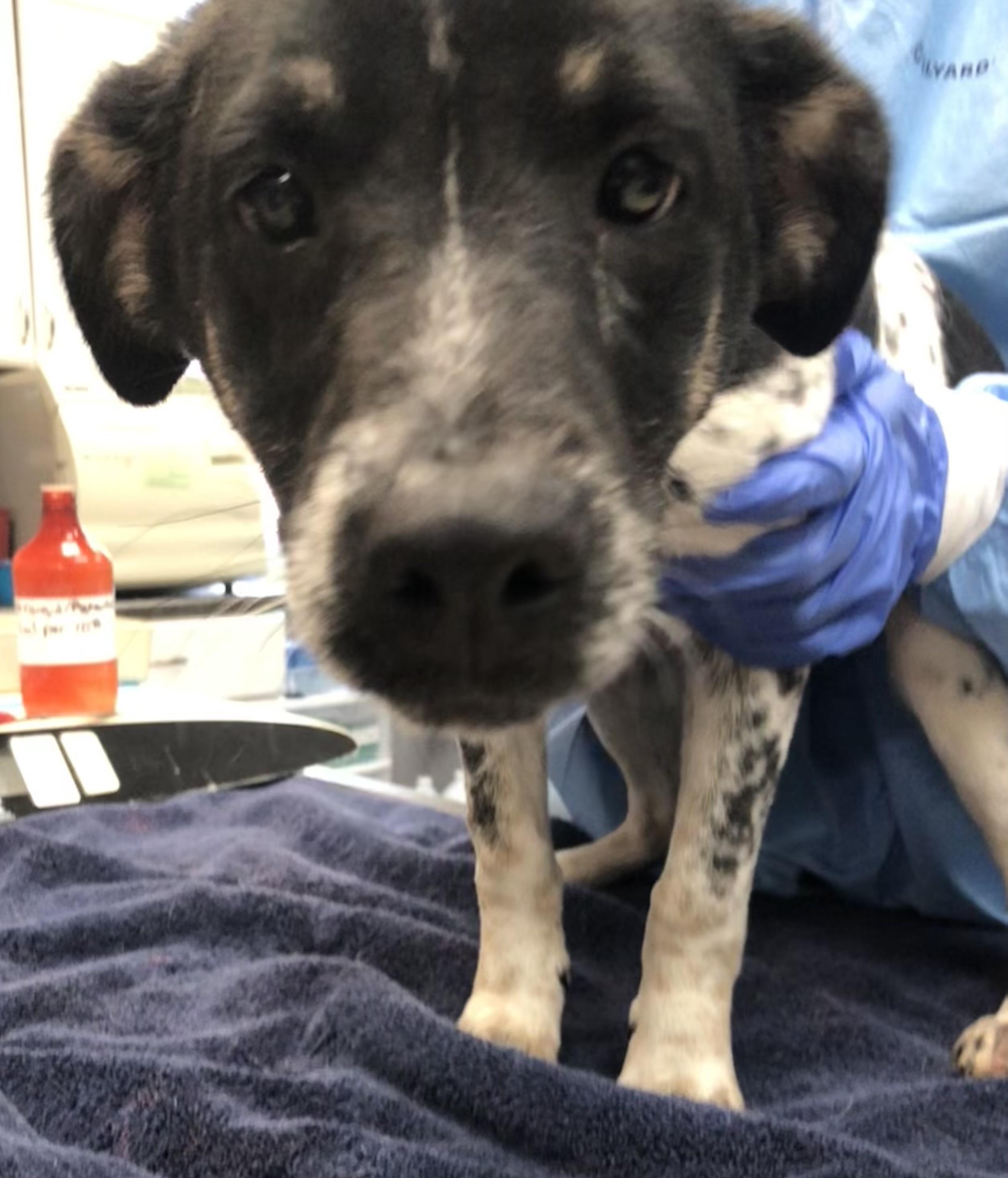 Dog for adoption - Sheba, a Lancashire Heeler Mix in Parma, OH | Petfinder