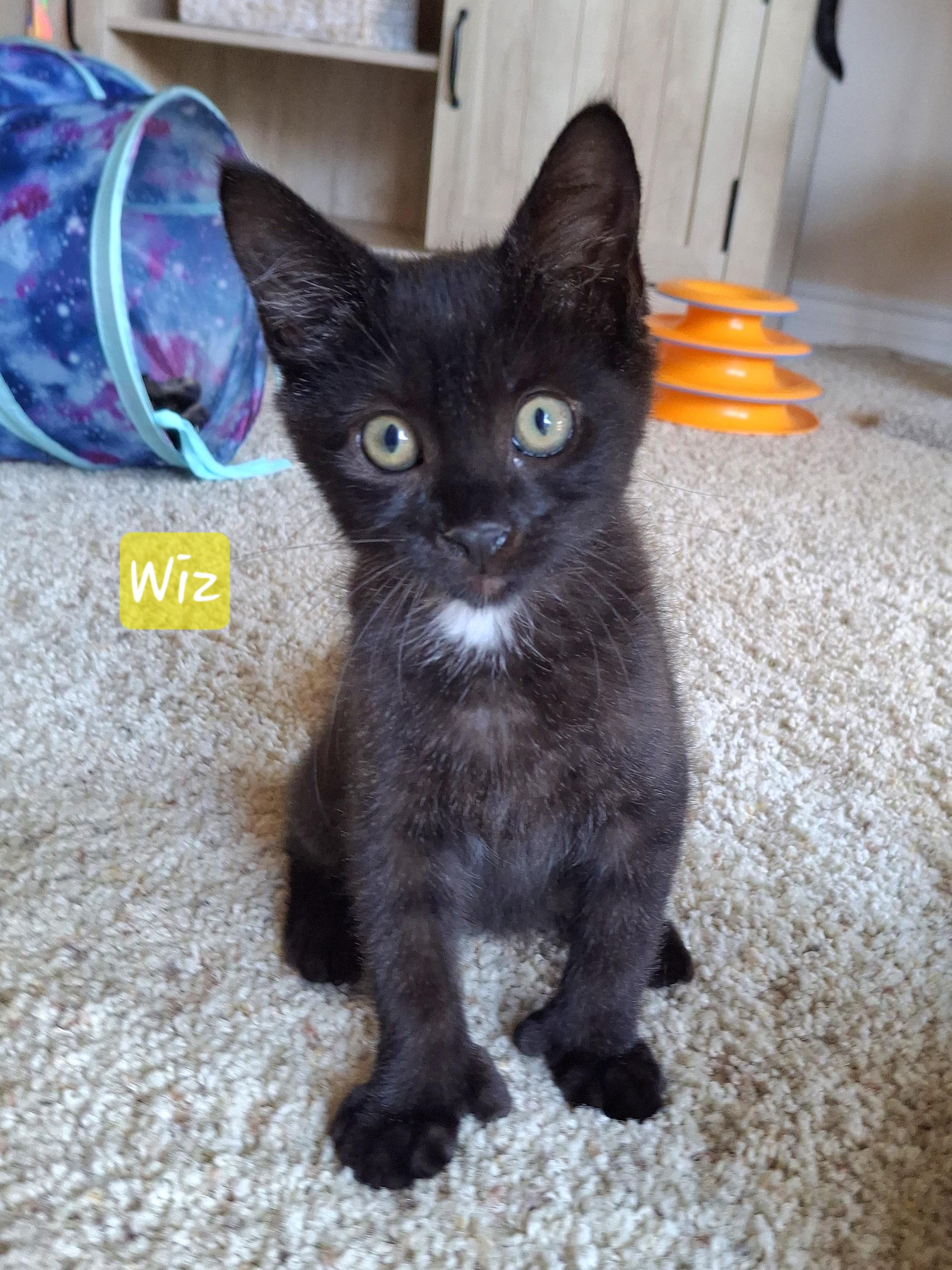 Cat for adoption - :::Wiz::: (extra toes!), an Extra-Toes Cat ...