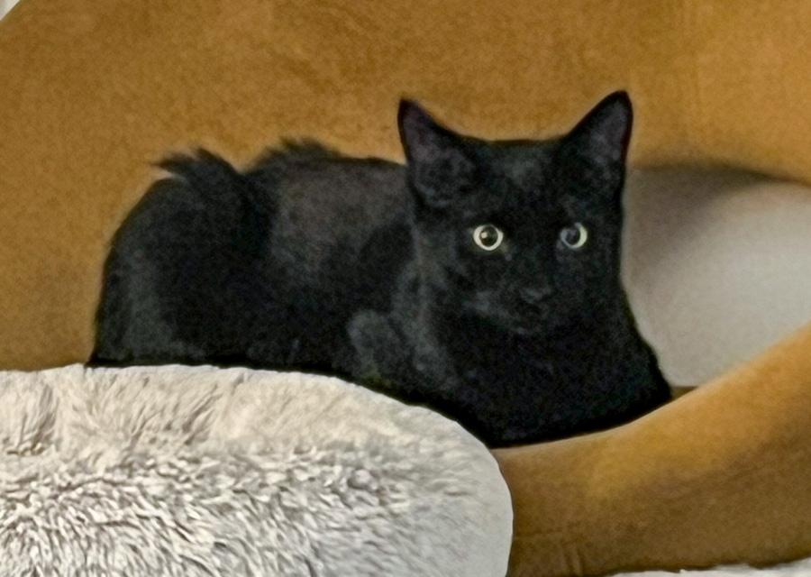 Cat for adoption - Benny, a Domestic Short Hair in Paramus, NJ | Petfinder