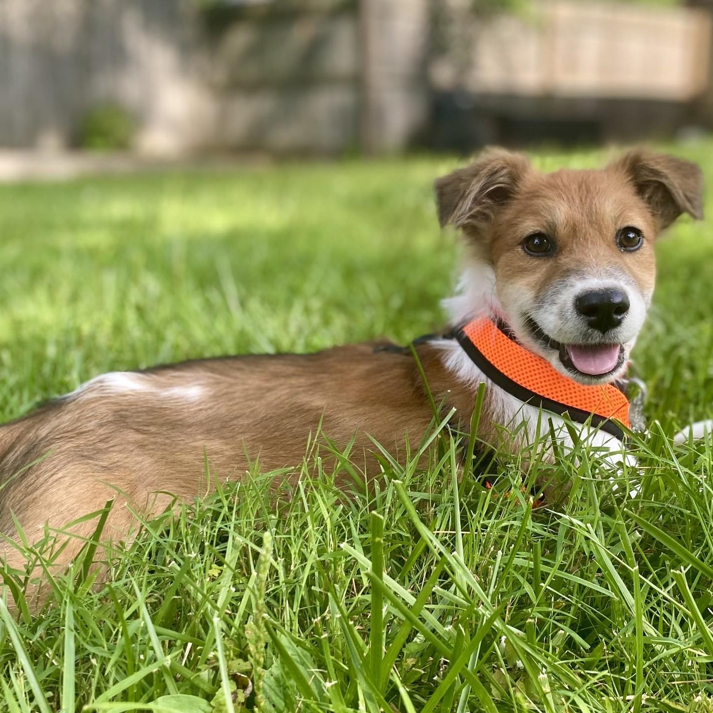 Dog for adoption - DAISY MAE, an Australian Shepherd & Poodle Mix in ...